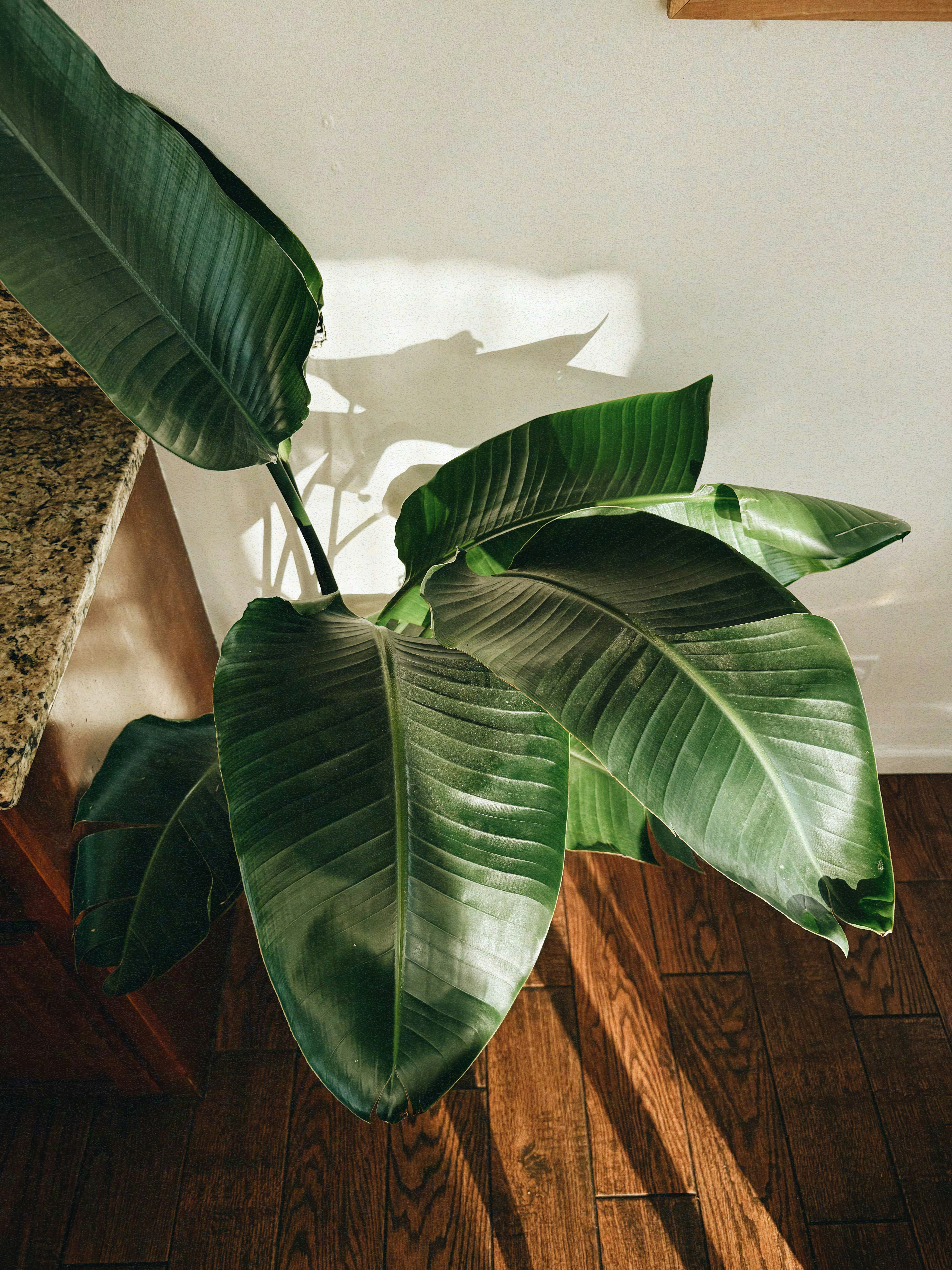 Green Majesty: A Potted Plant with Broad, Glossy Leaves Reaching Toward the Light