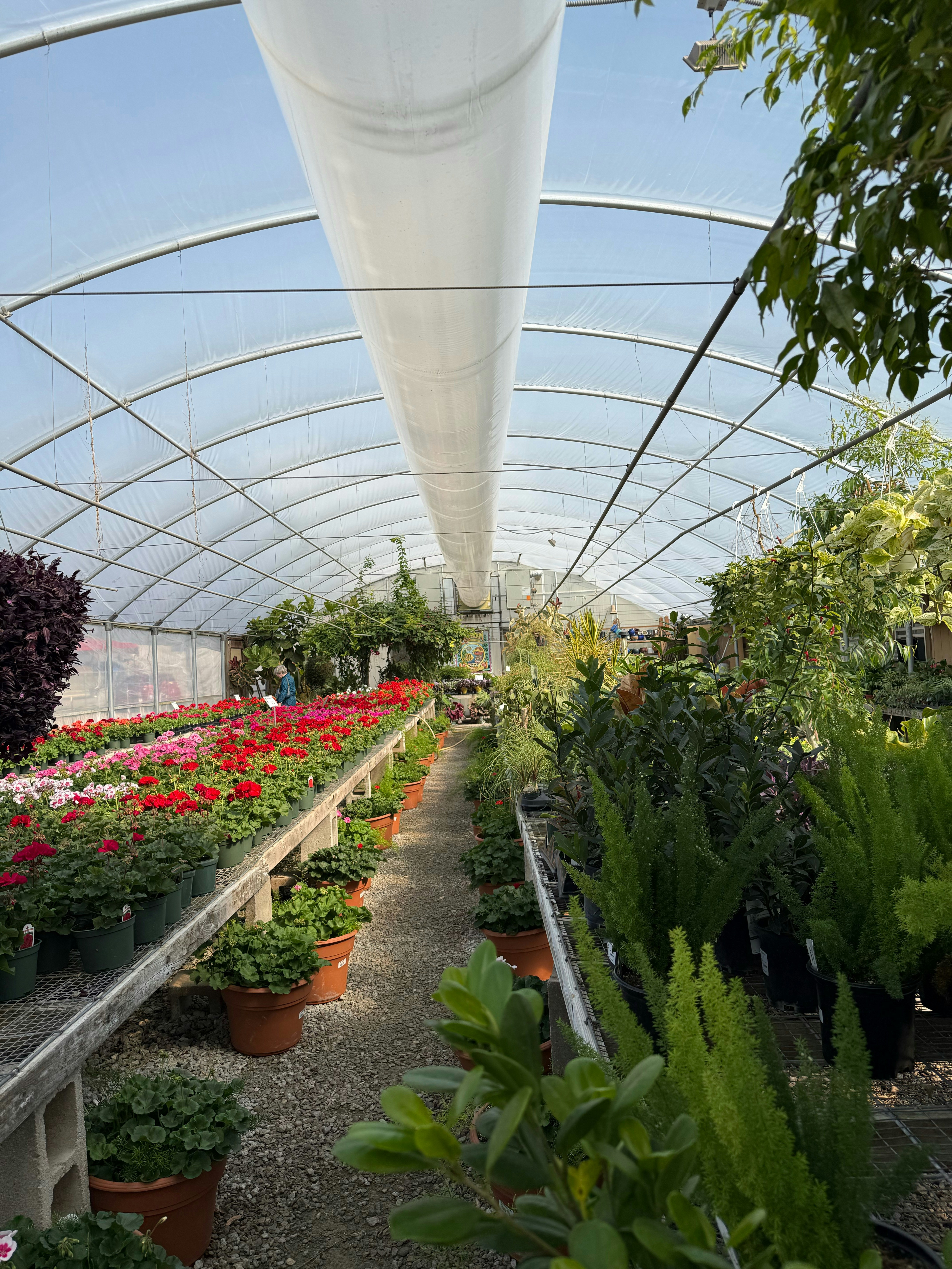 A Path Through a Greenhouse Tunnel of Color