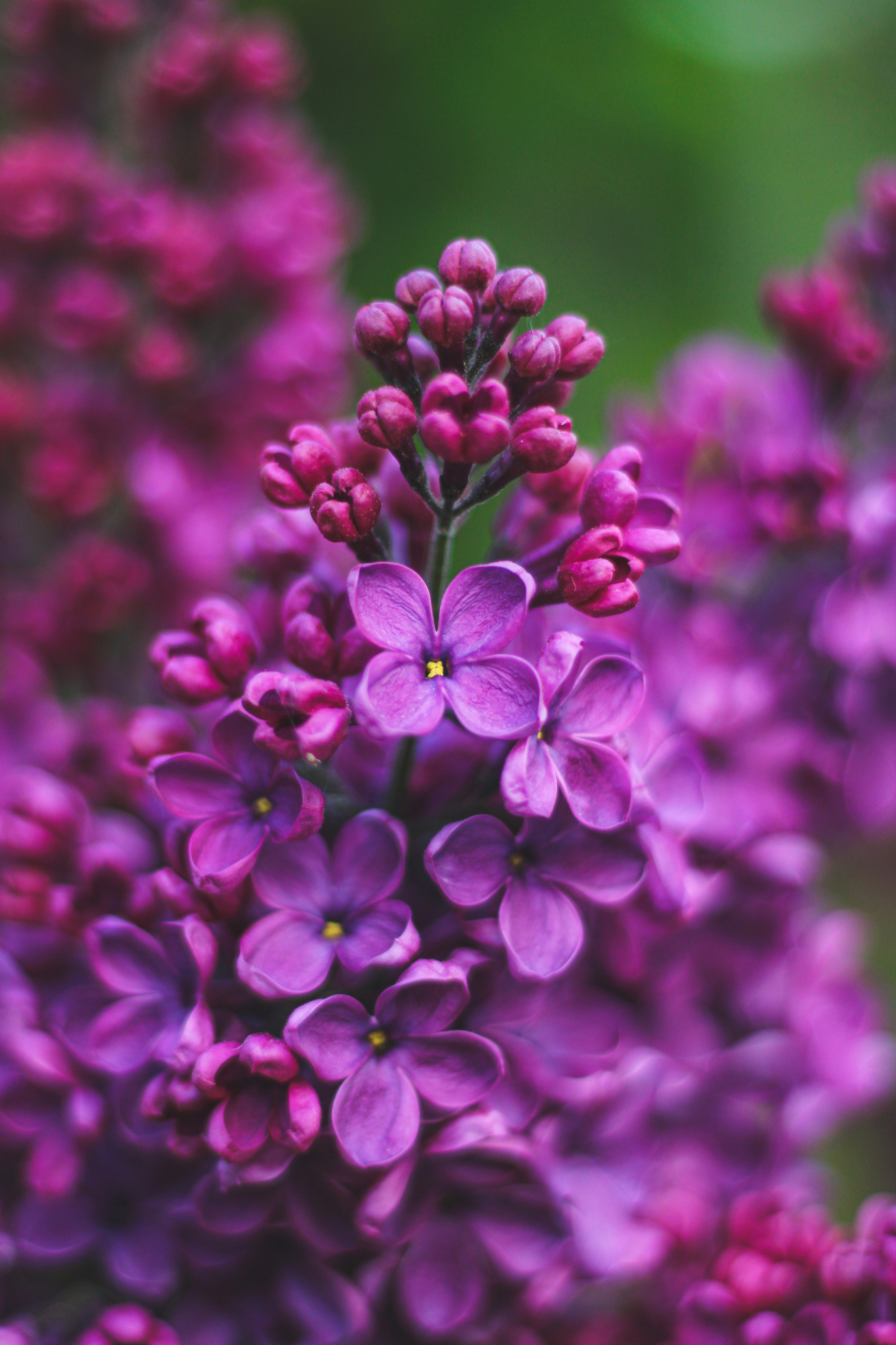Violet Core: A Blooming Burst of Lilac Petals