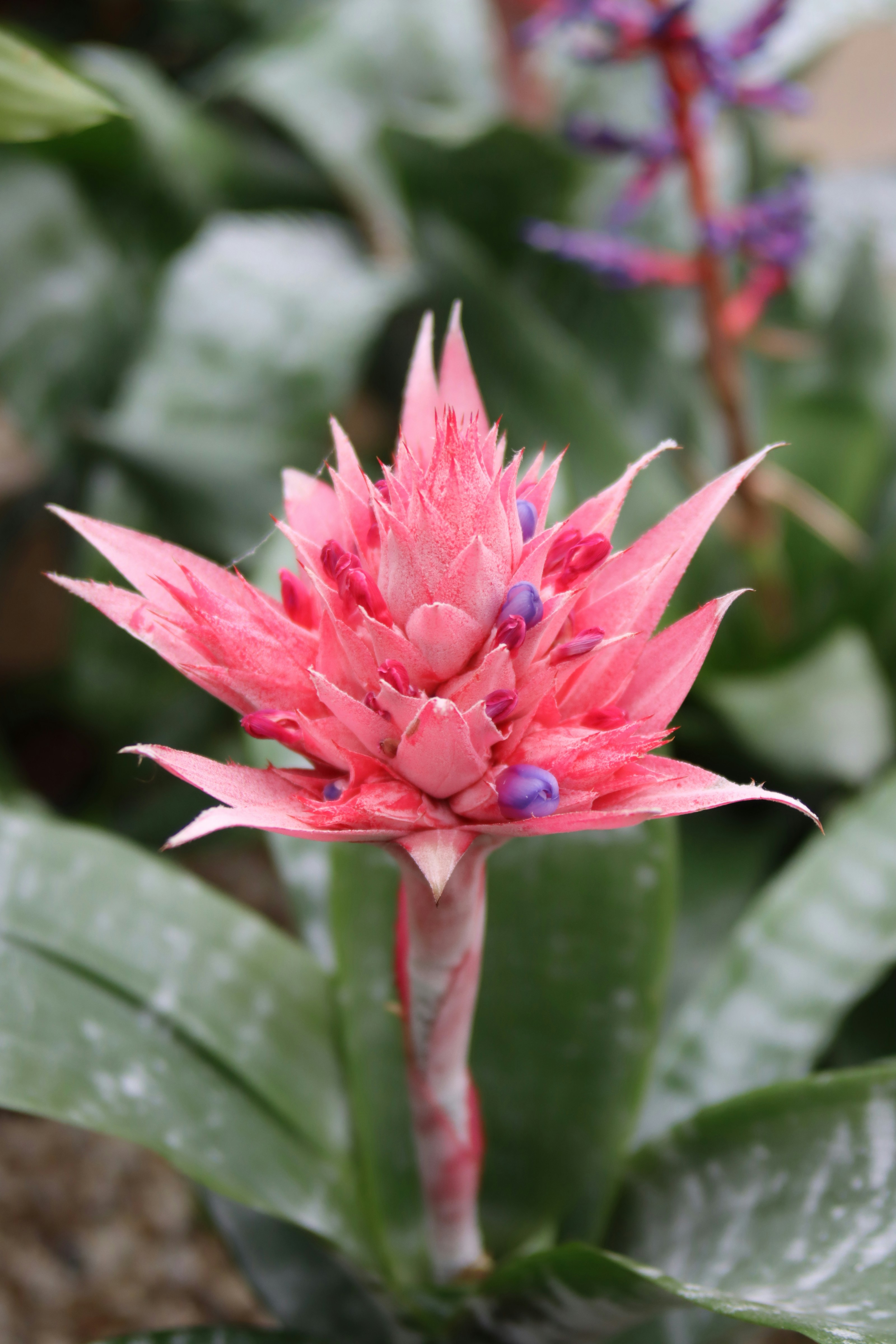 Pink Bromeliad Bloom Rising Through Green Veils
