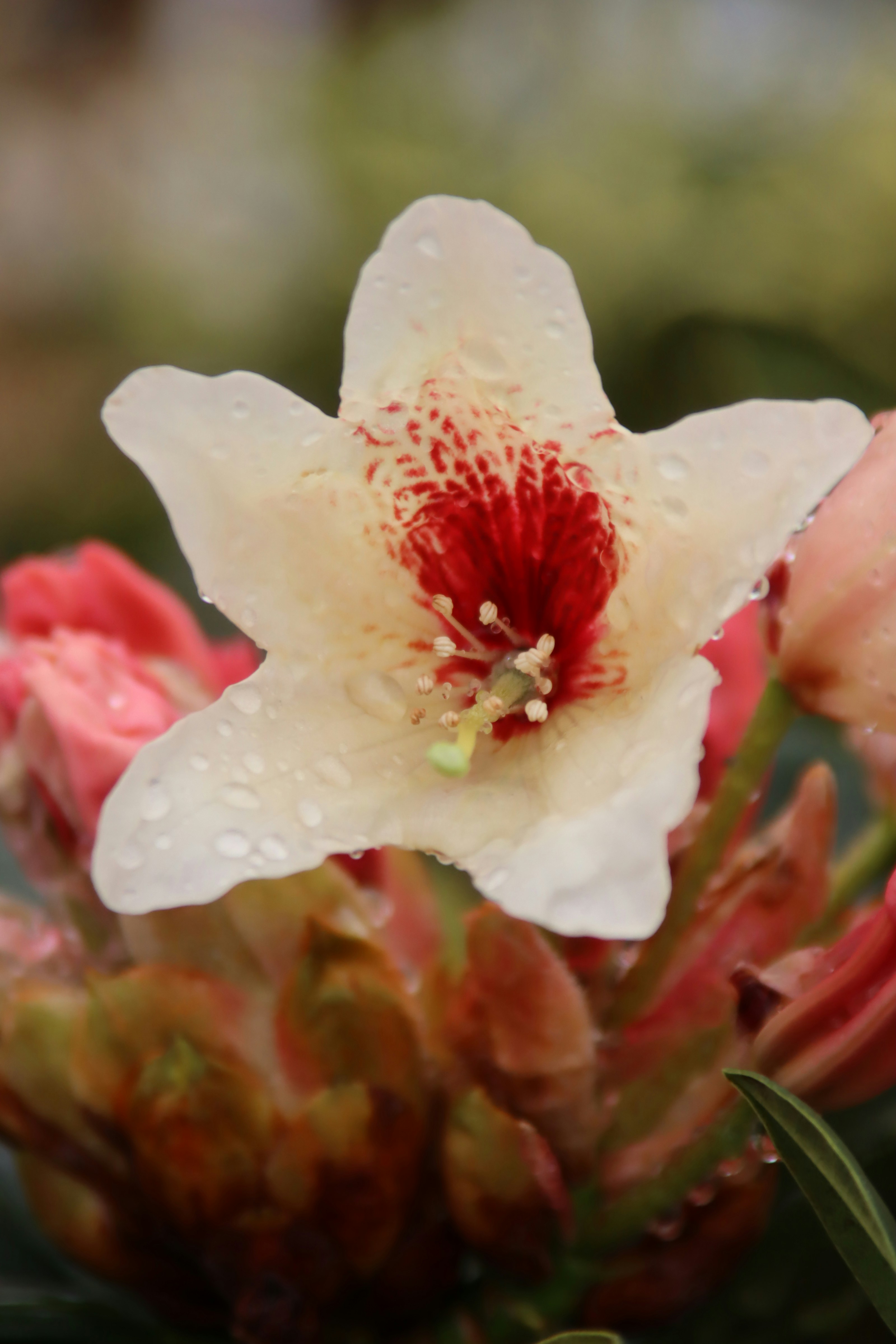 Creamy Orchid Bloom with Red Eye: Dew-Kissed Petal Close-Up