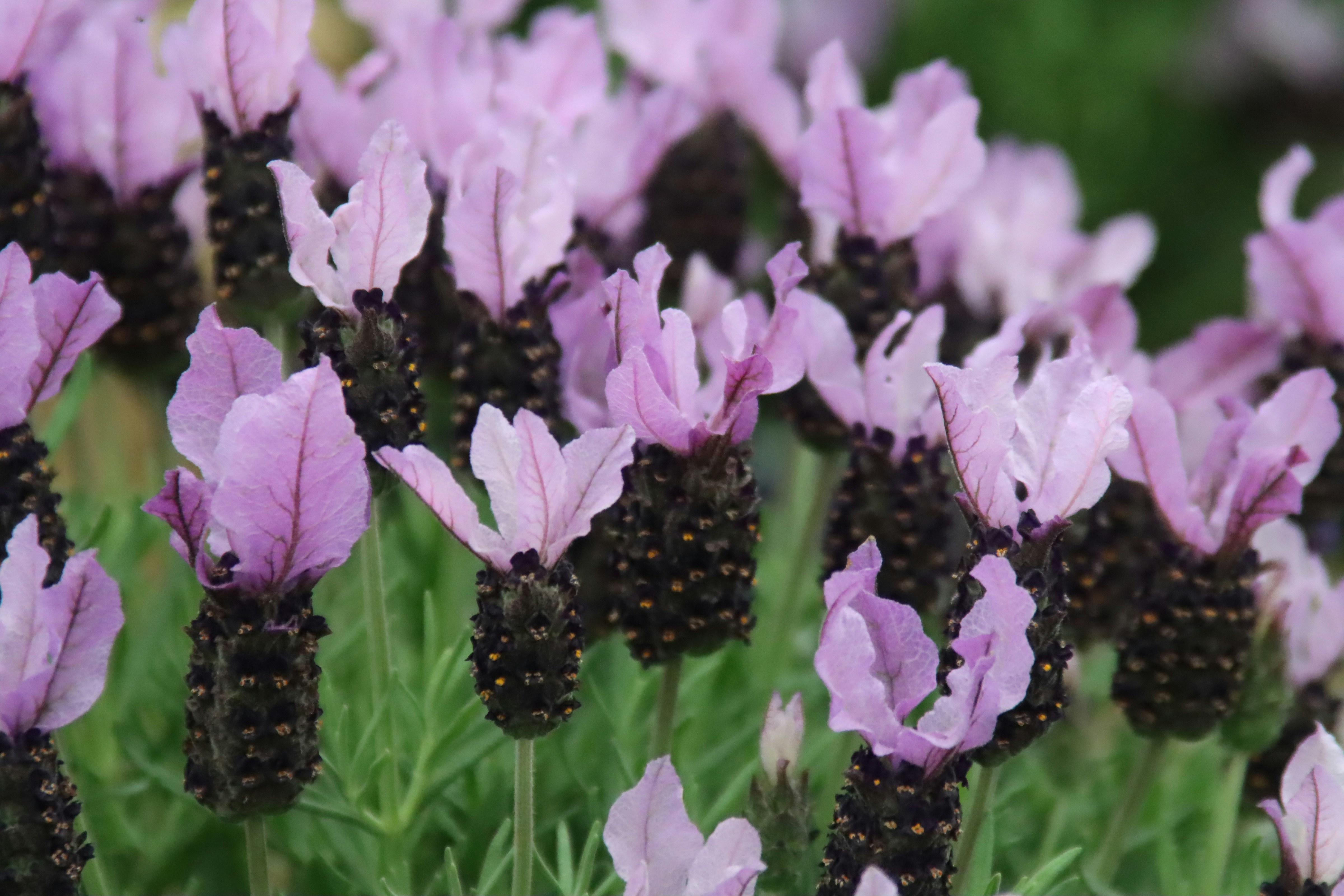 Lavender-rose Mauve: Field of Spiky Blooms
