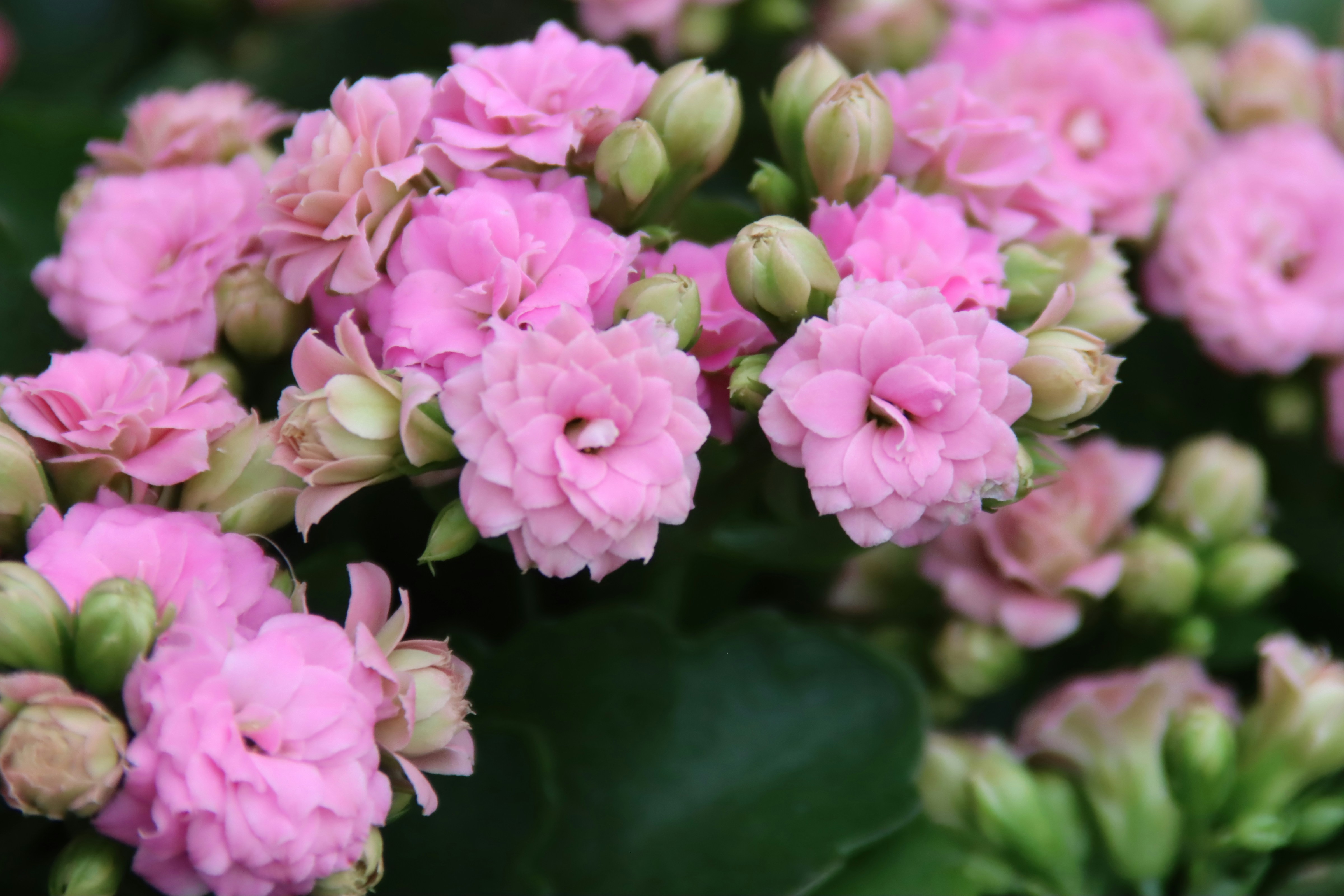 Blooms in Soft Focus: Pink Roses at Close Range