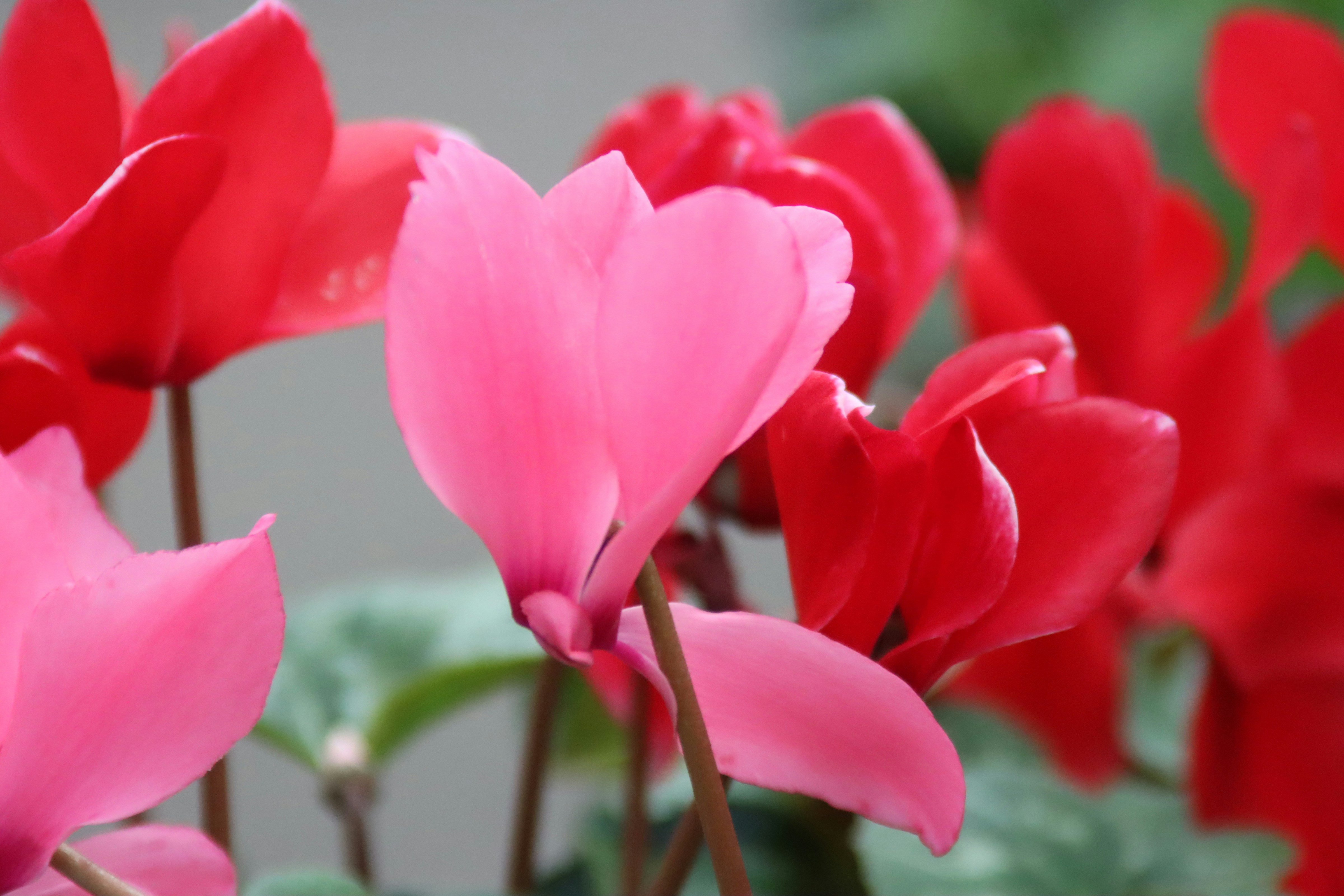 Petal Confluence: A Pink Cyclamen Amid Crimson Accents