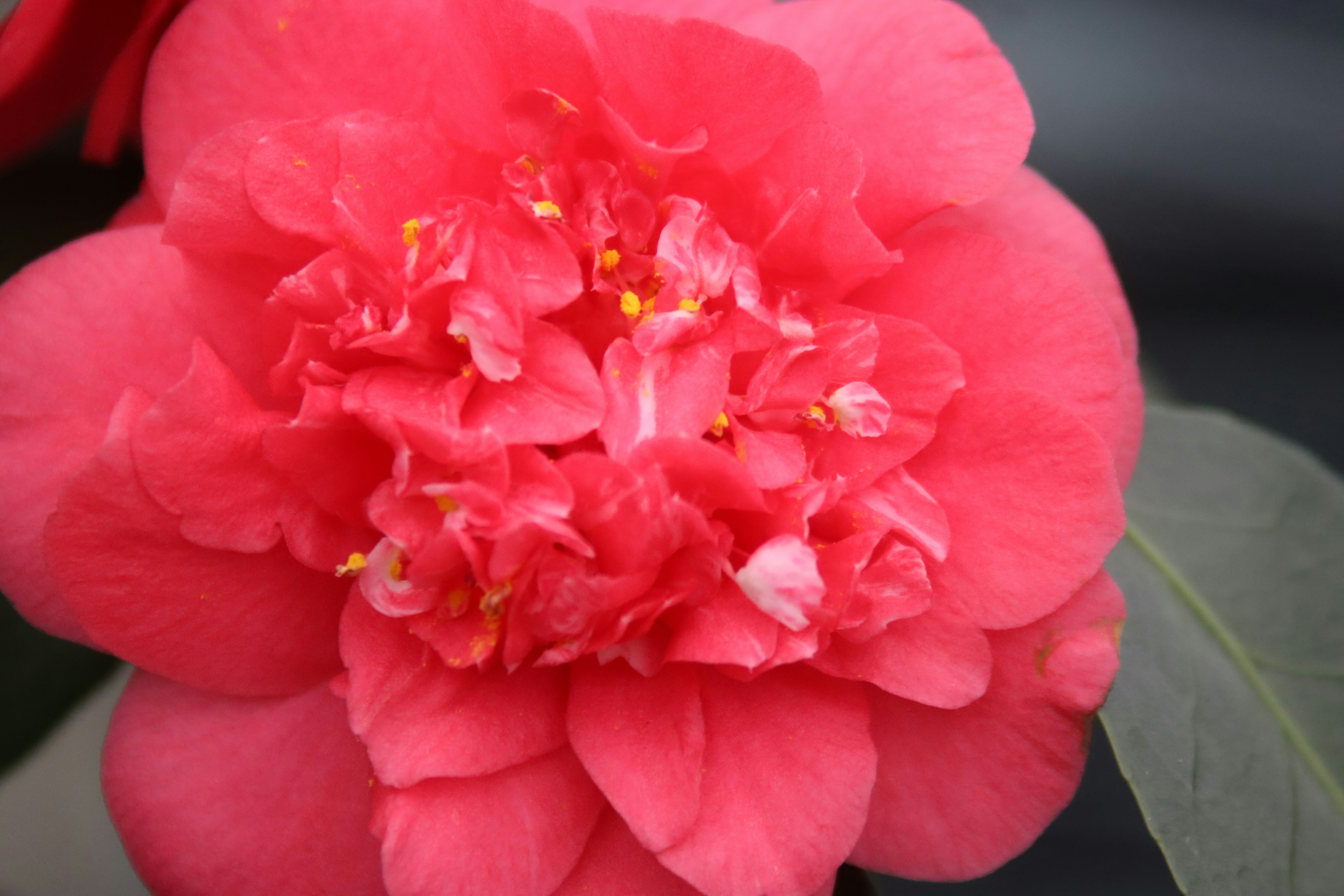 Petal Portrait: A Coral Bloom Up Close