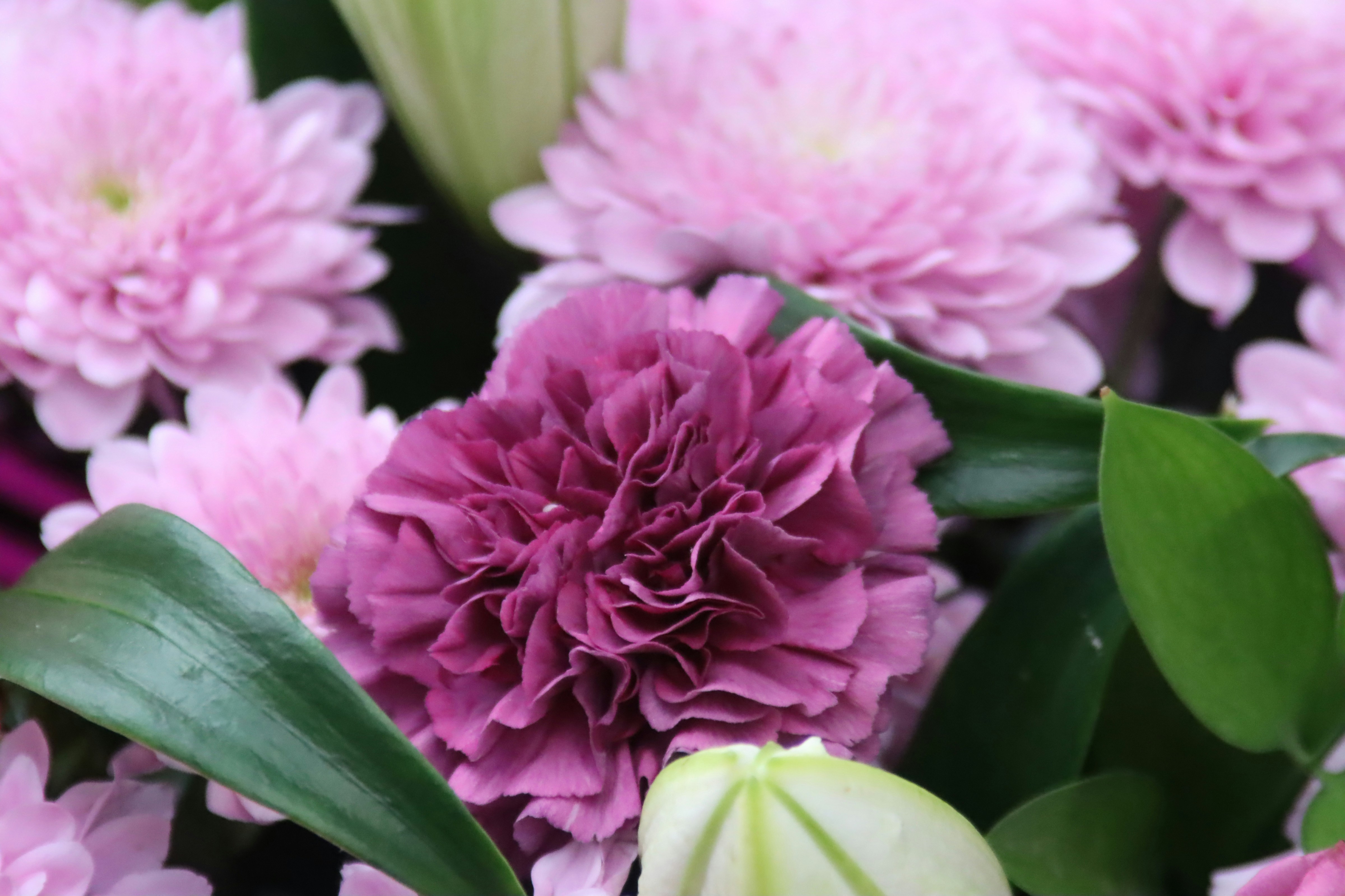 Rosy Carnival: a close-up of purple and pink carnations
