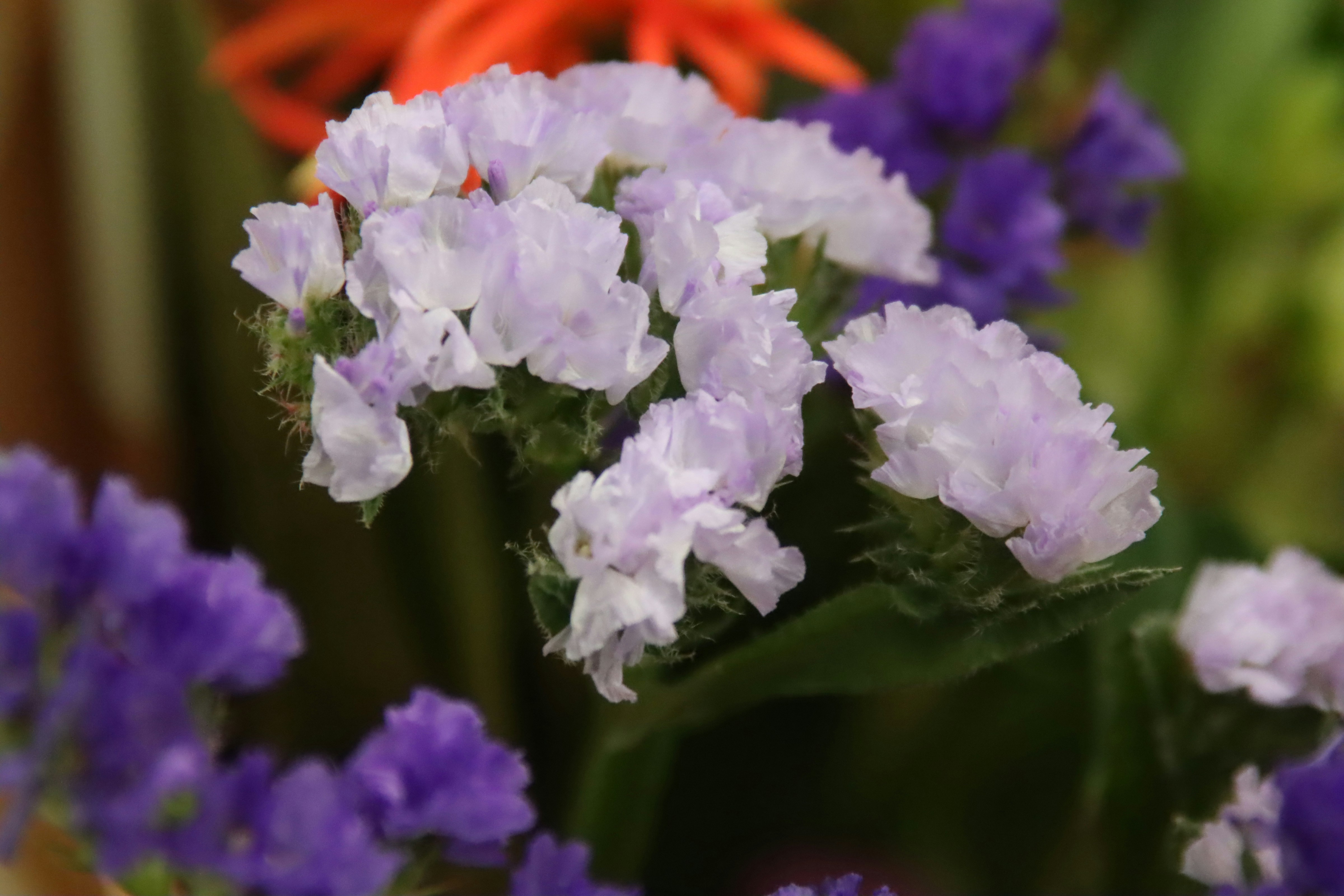 Lavender Cascade: Close-Up of Delicate Blooms Against a Verdant Backdrop