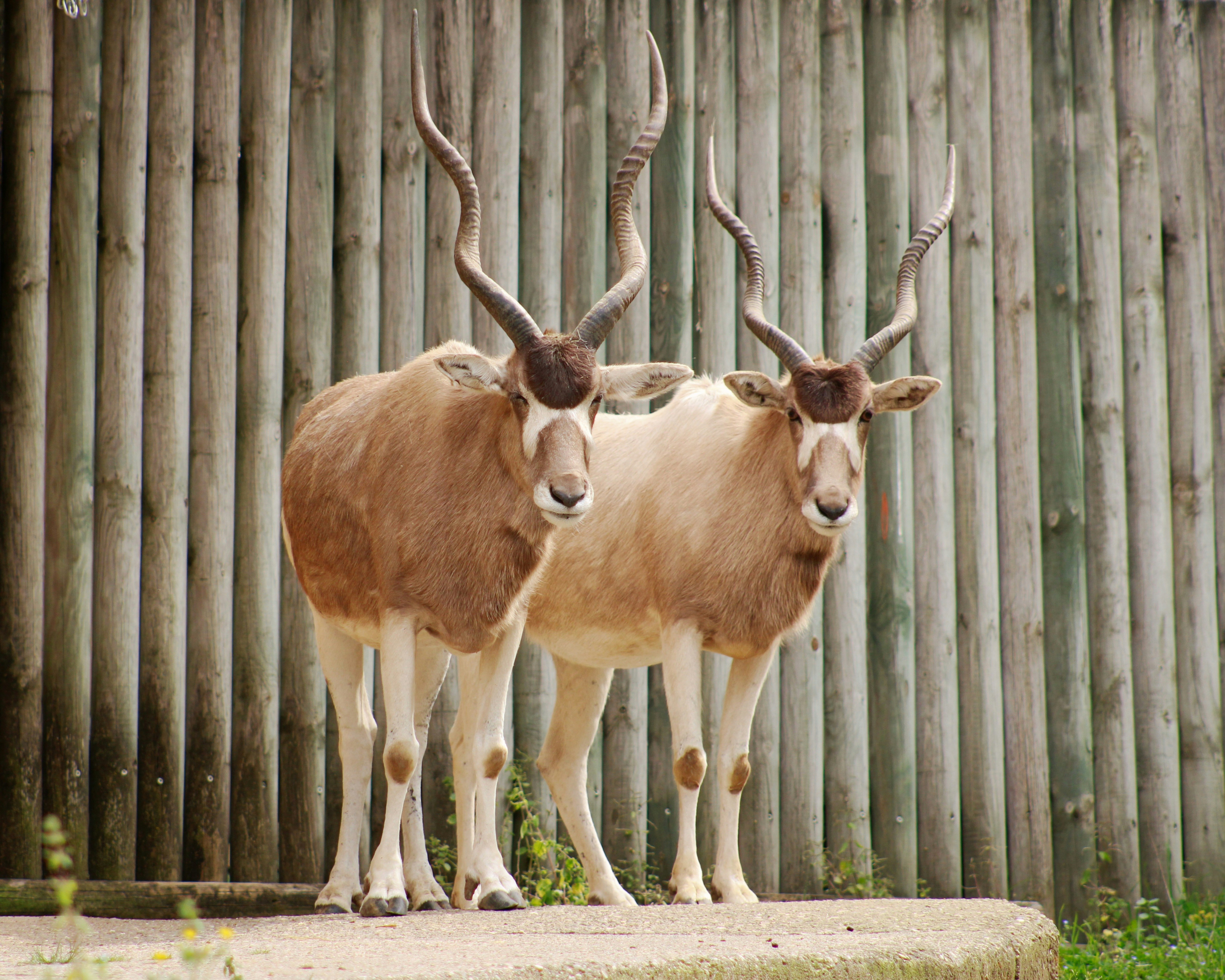 Twin Gaze on the Trunked Barrier