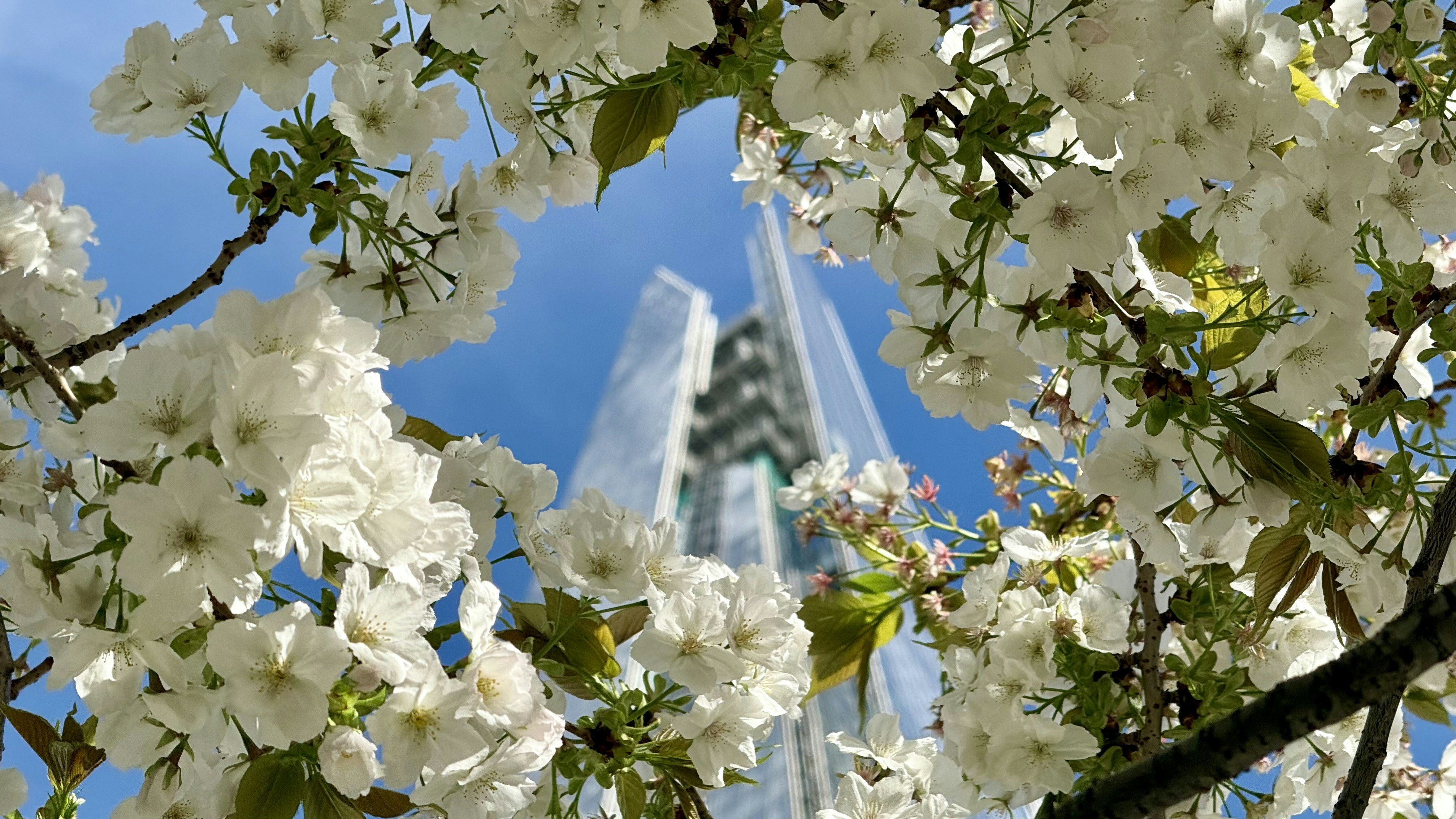 White Blossom Archway Framing a Skyscraper