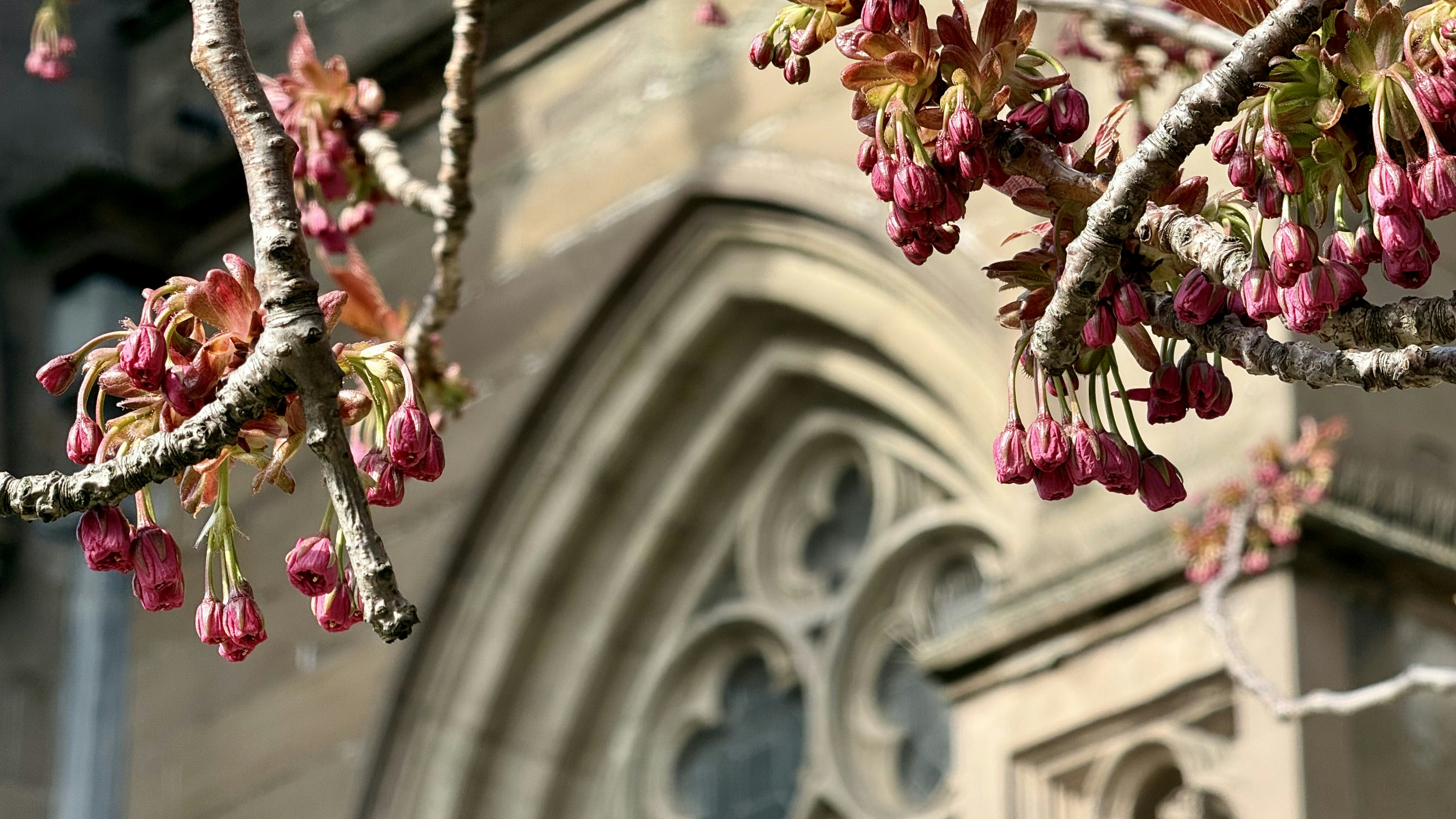 Blossoms Framing Gothic Arch: Branches in Focus Before Stone Details