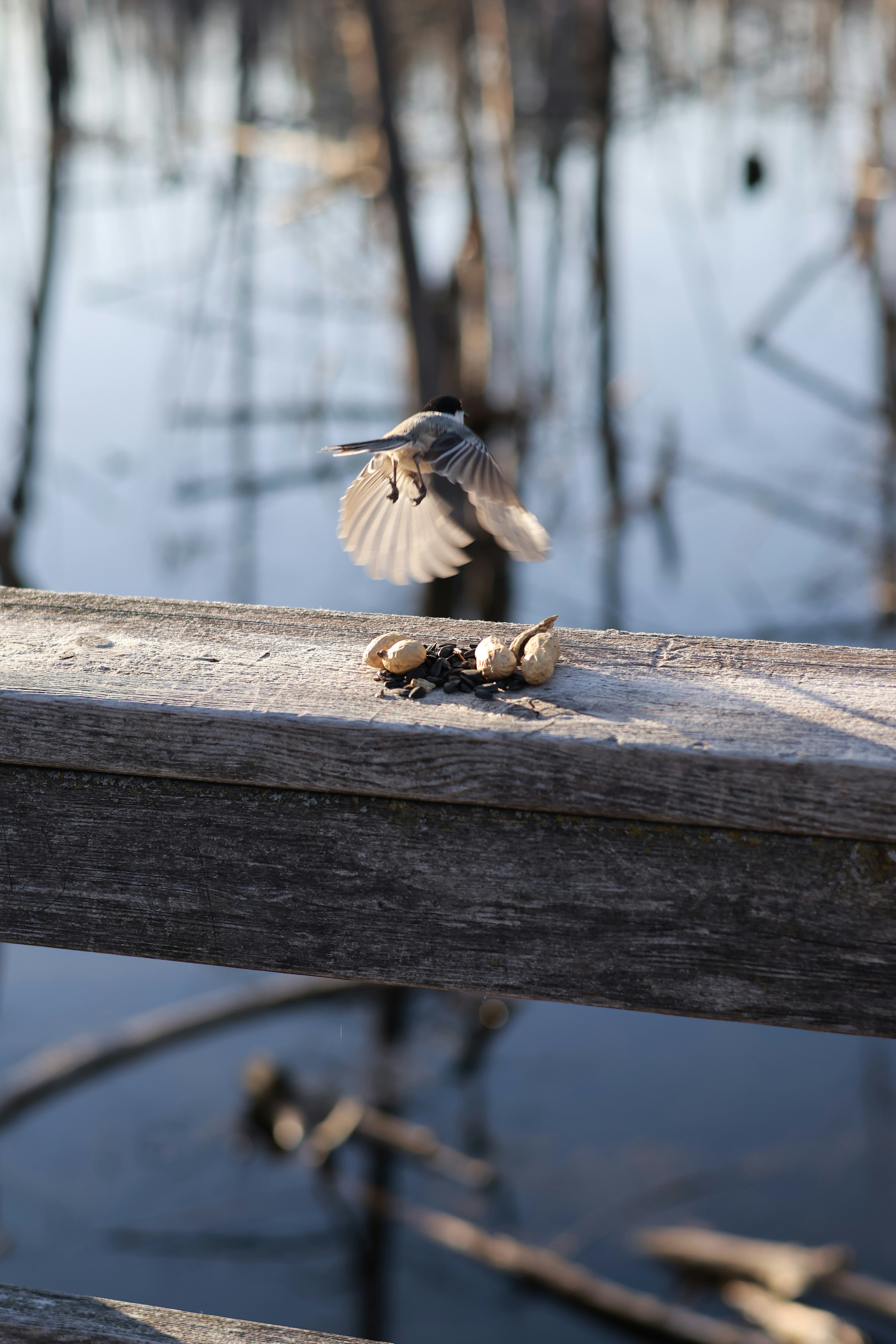 Wingbeat at the Weathered Pier