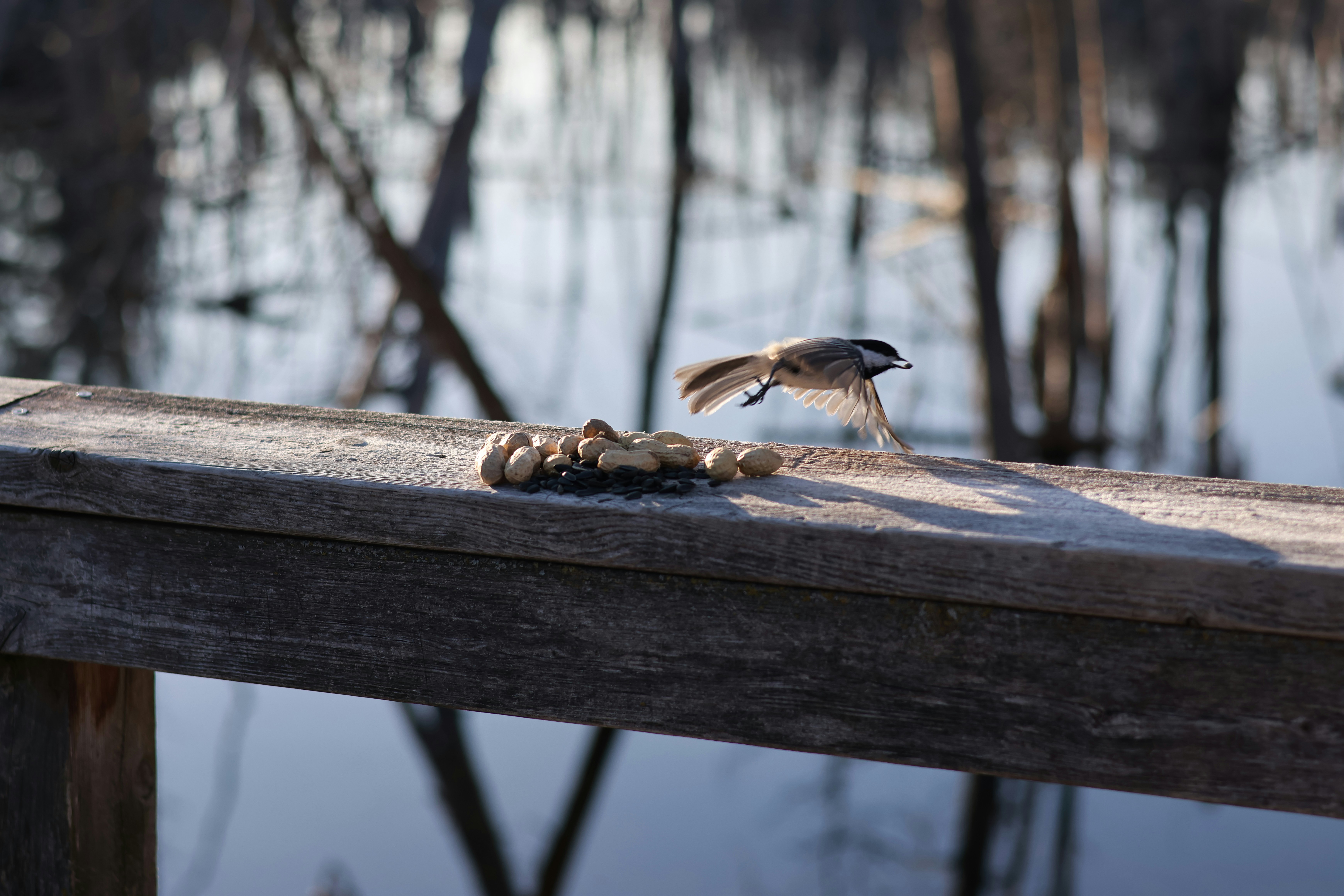 Bridge Avian Arrival: A Small Bird Reaches the Slat