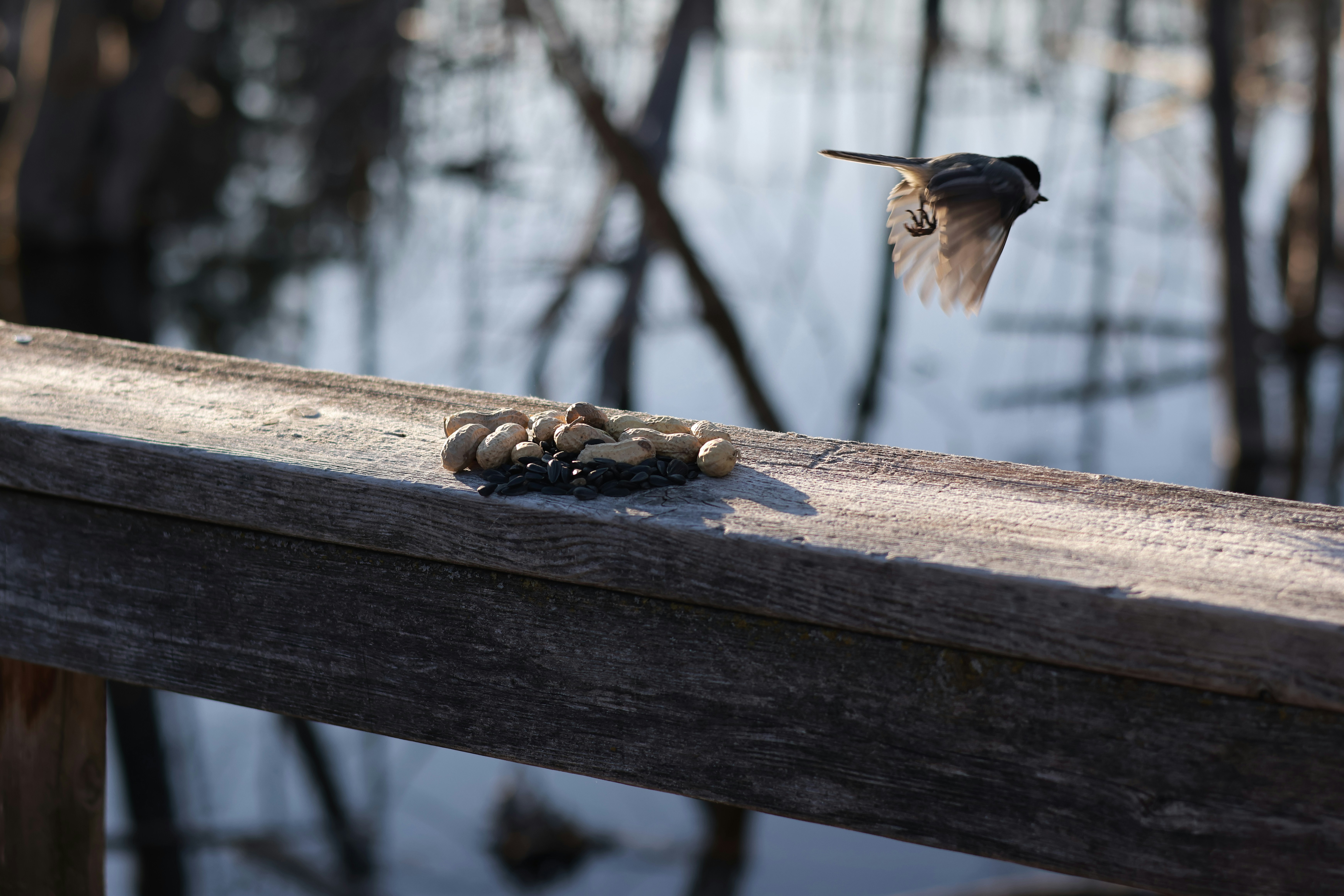 Bird in Flight over Weathered Rail: A Moment of Feeding on a Wooden Beam