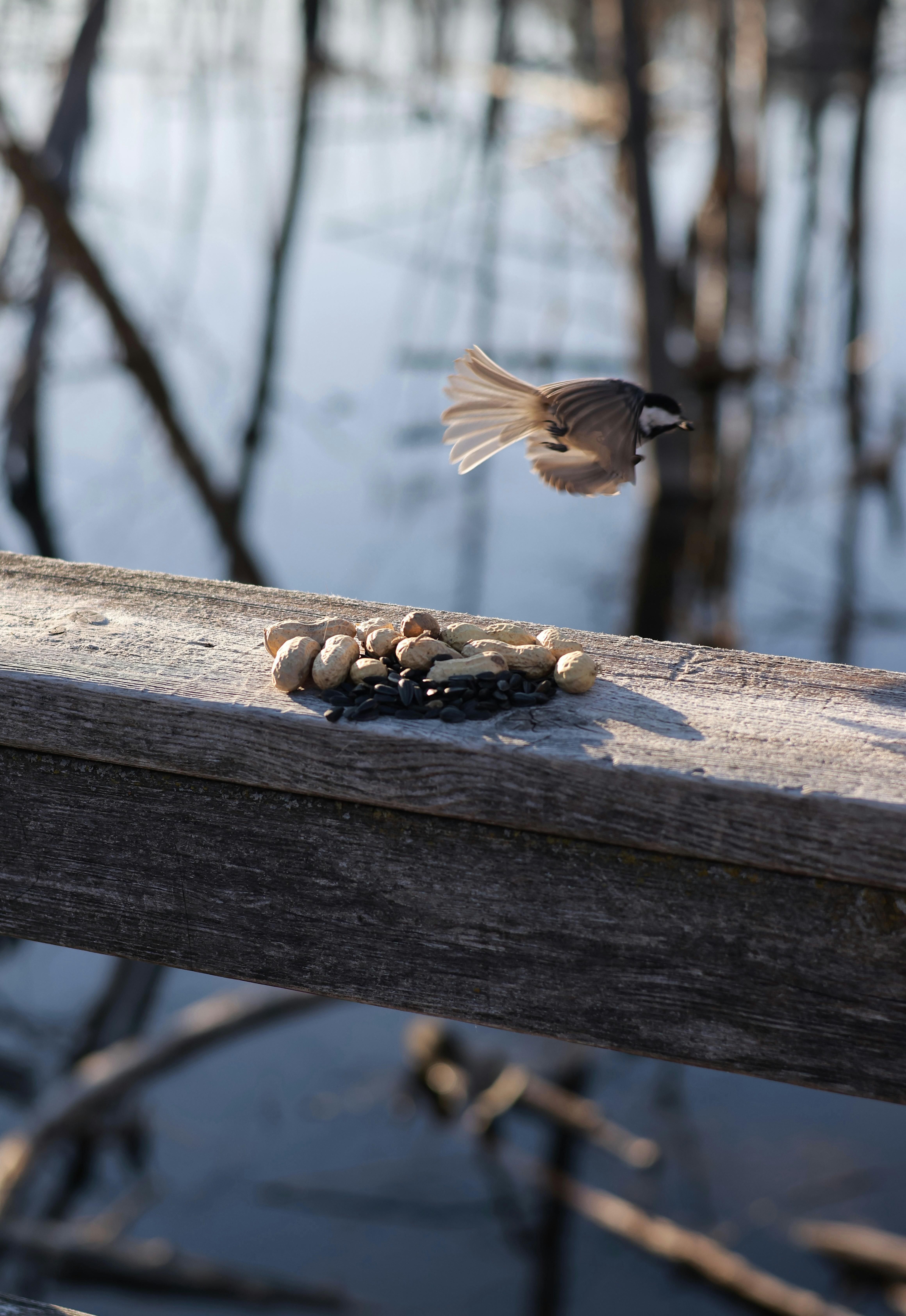 Flight over the Wood Plank: A Sparrow and the Pebble Toast