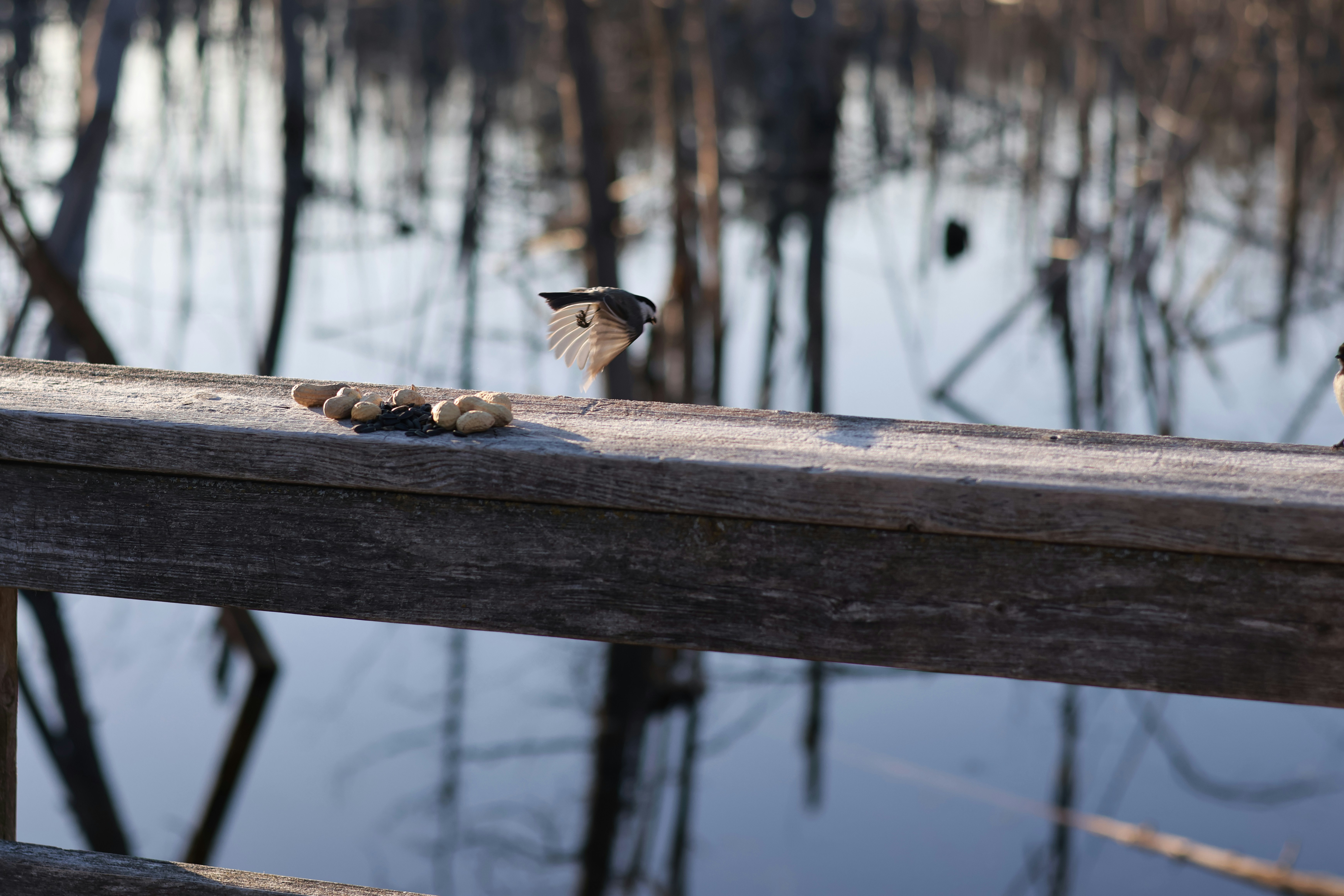 Wingbeat over Weathered Rail