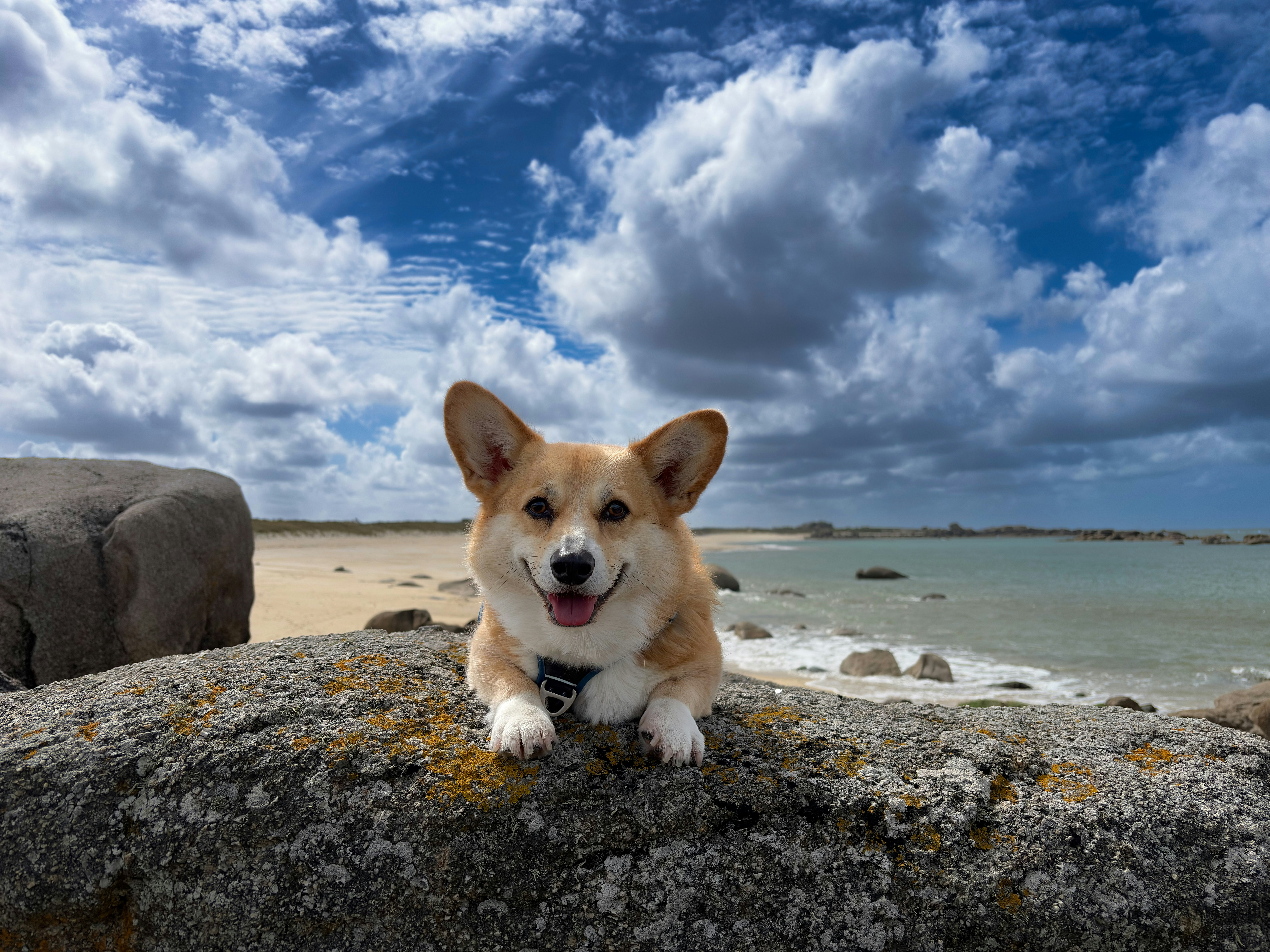 Corgi on a Sea-Salt Rock, Beneath a Sky of Billowing Clouds