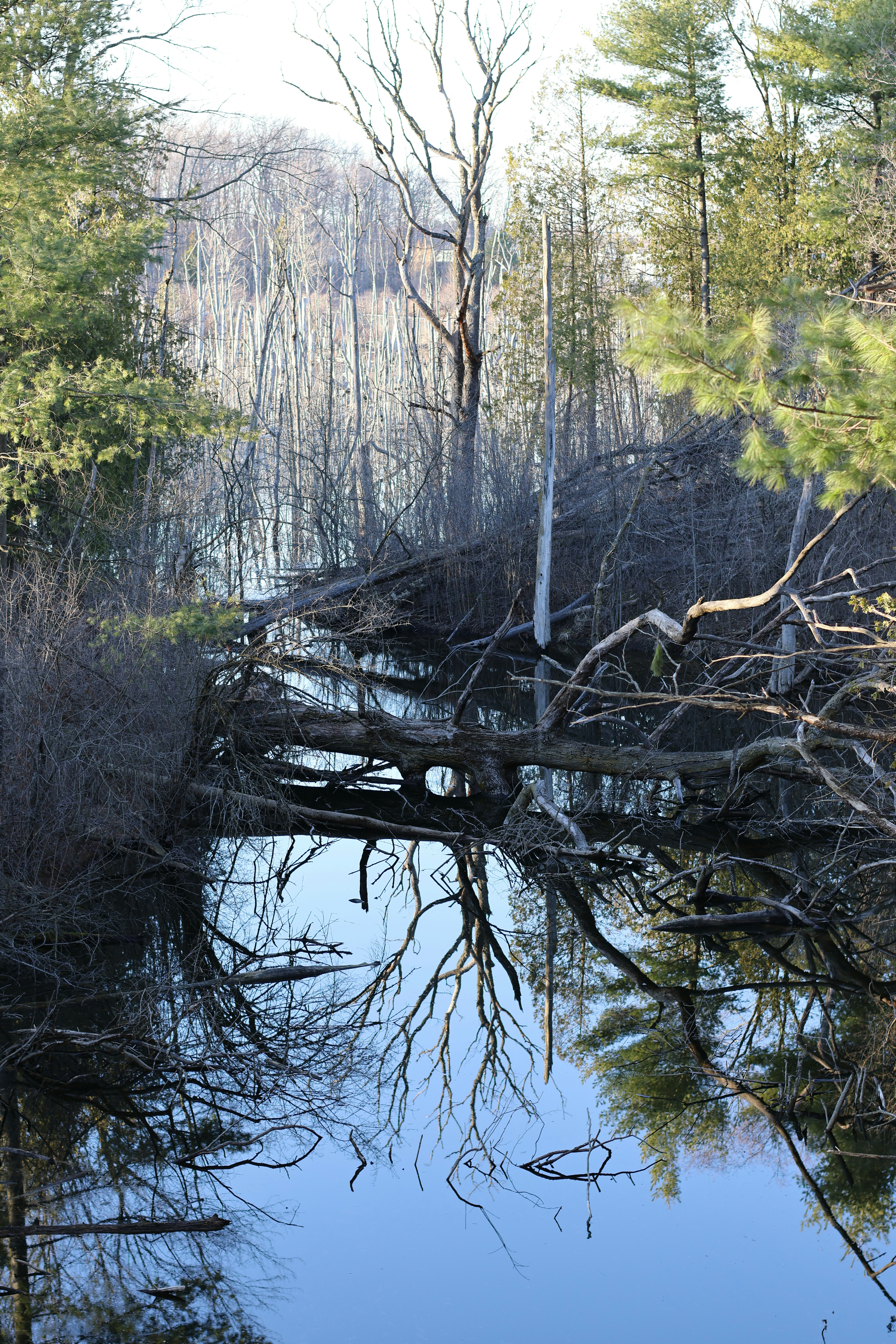 Mirror of Trees: a still pond reflecting tangled branches