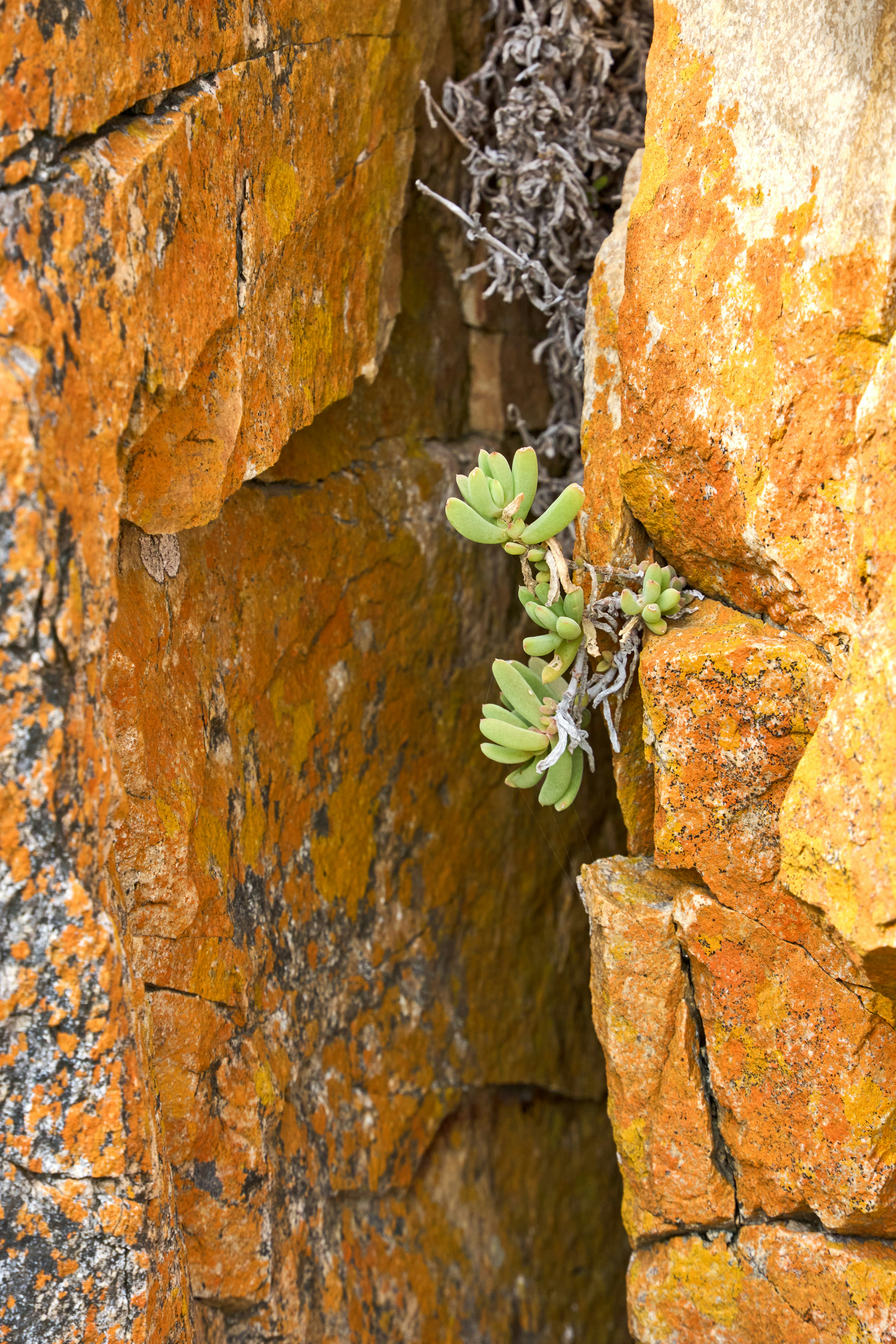 Lively Green Tender among Deserted Orange Rocks