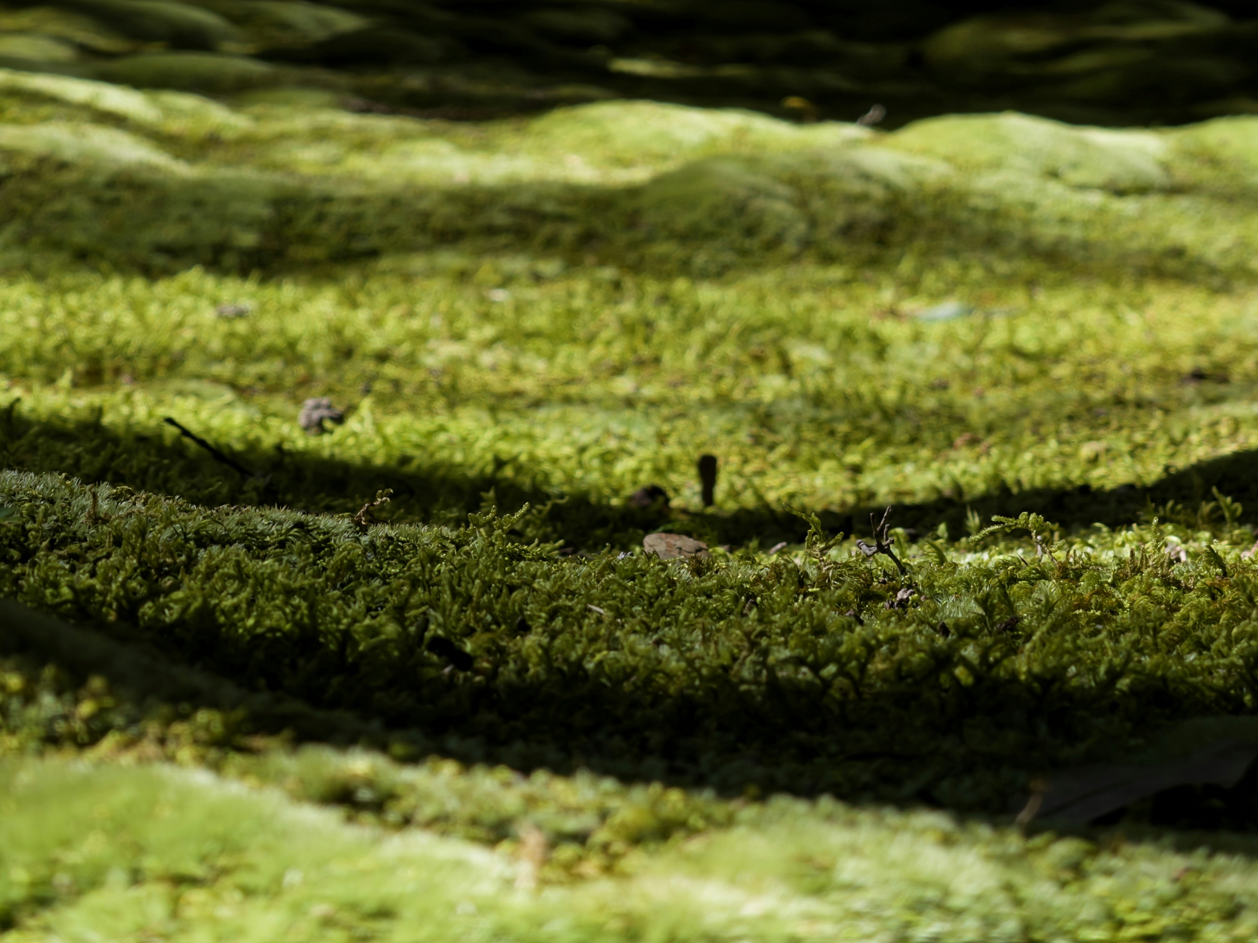 Sunlit moss carpet under a quiet forest canopy