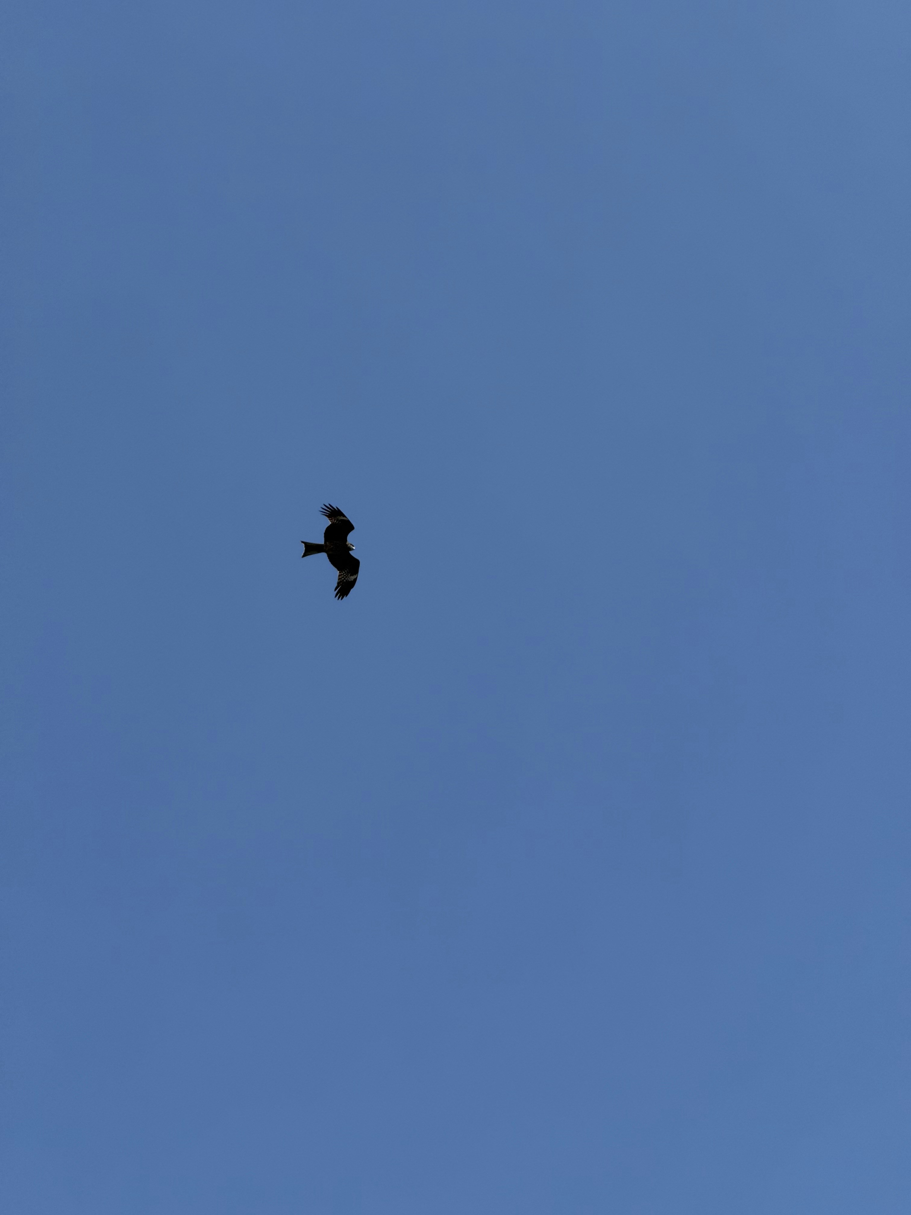 Solitary silhouette against a boundless blue