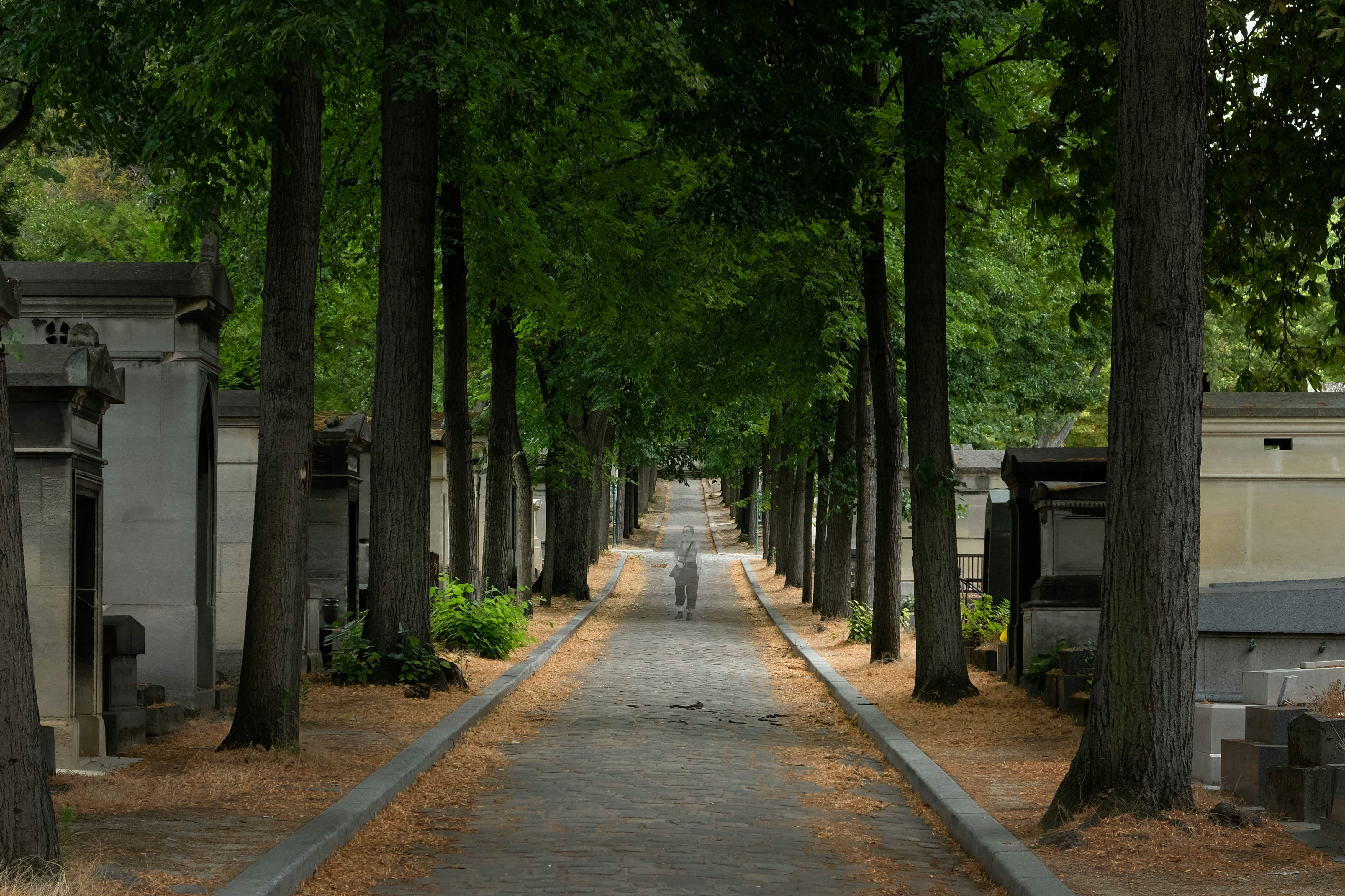 Tree-Lined Path to the Distance