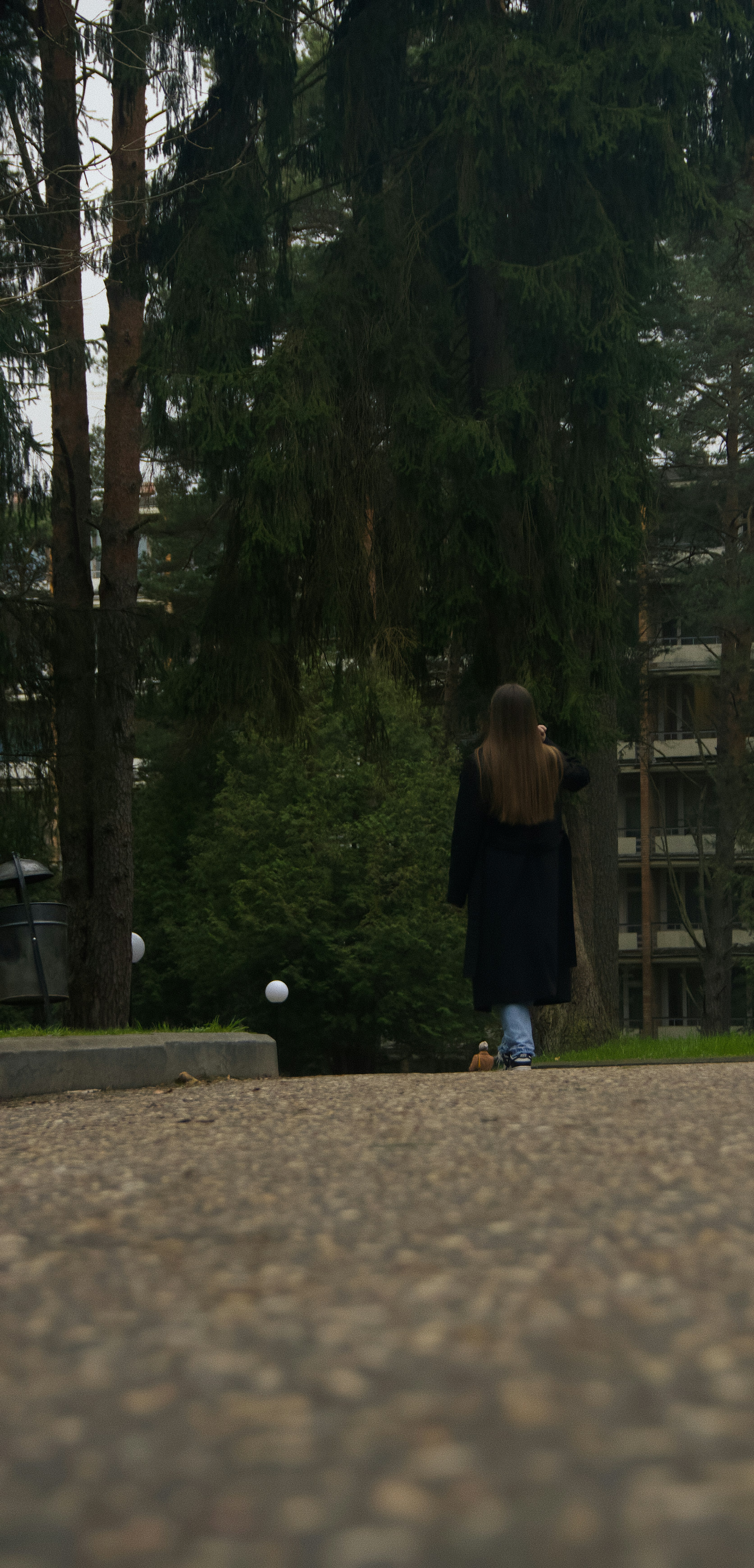 A solitary figure walks away through a pine avenue