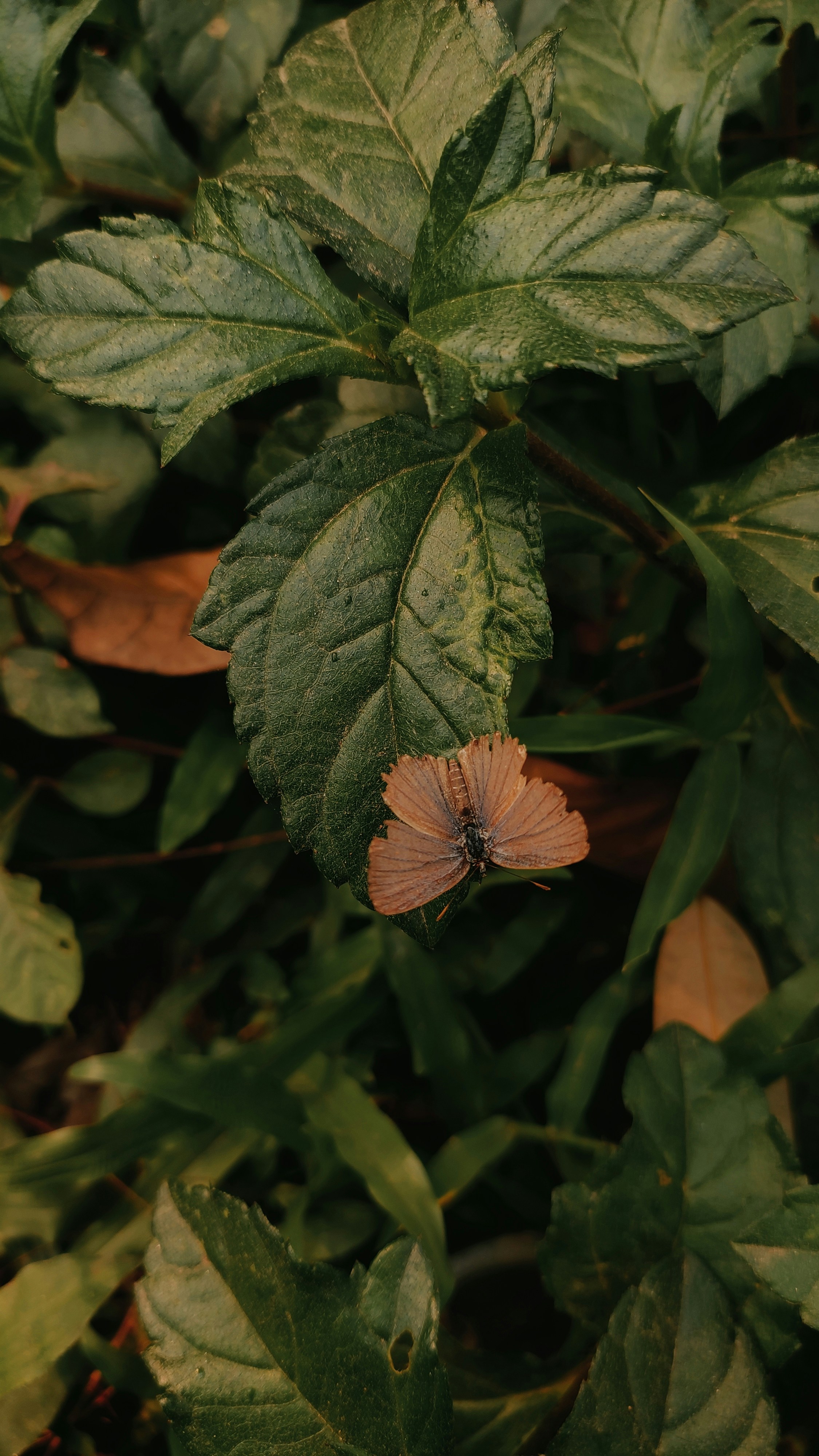 Dusty Green Leaves and a Dried Leaf Jewel