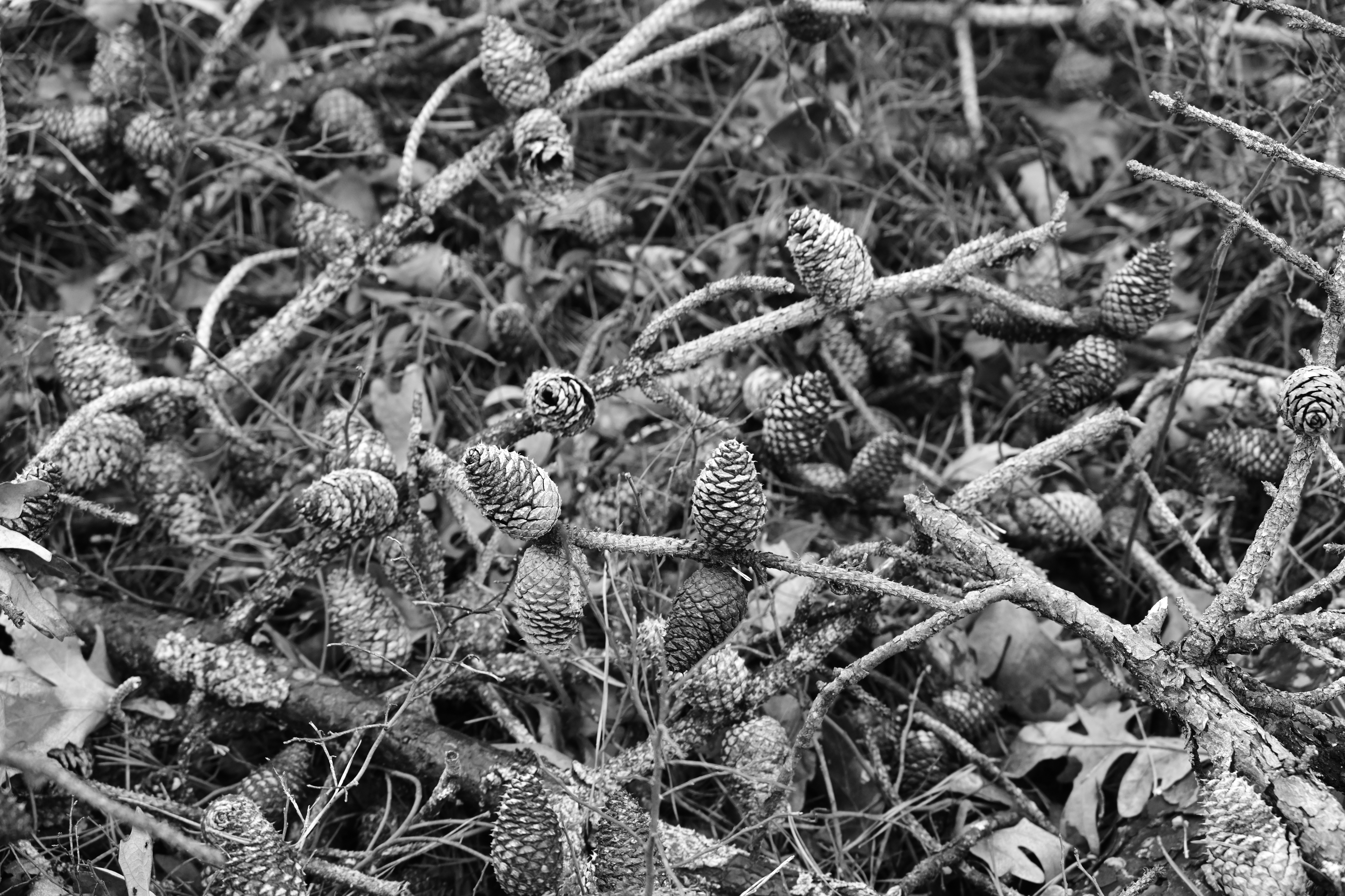 Winter Cones in a Tangle: A monochrome forest of pinecones and needles