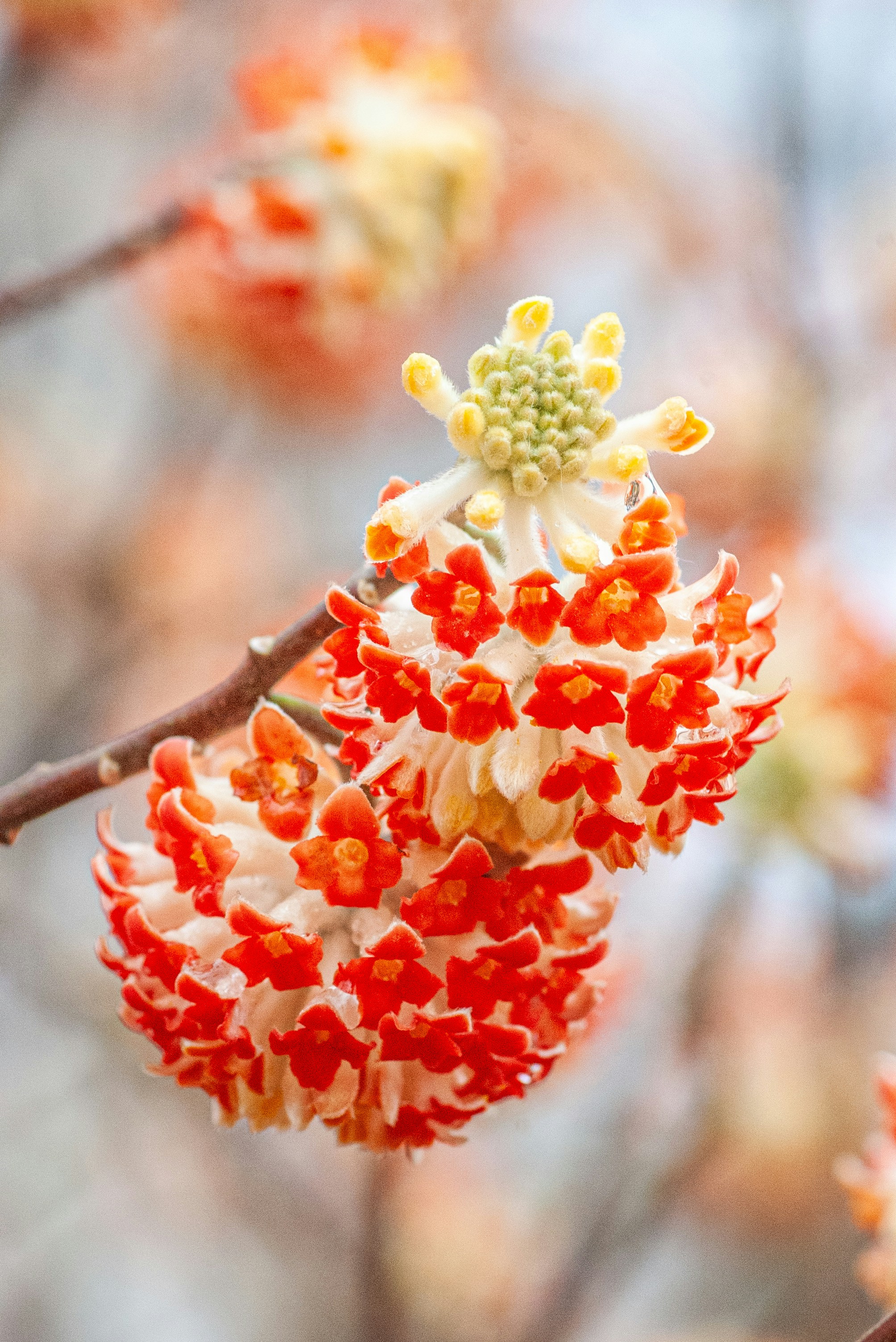 Floral Cone: A Holiday Bloom in Soft Focus