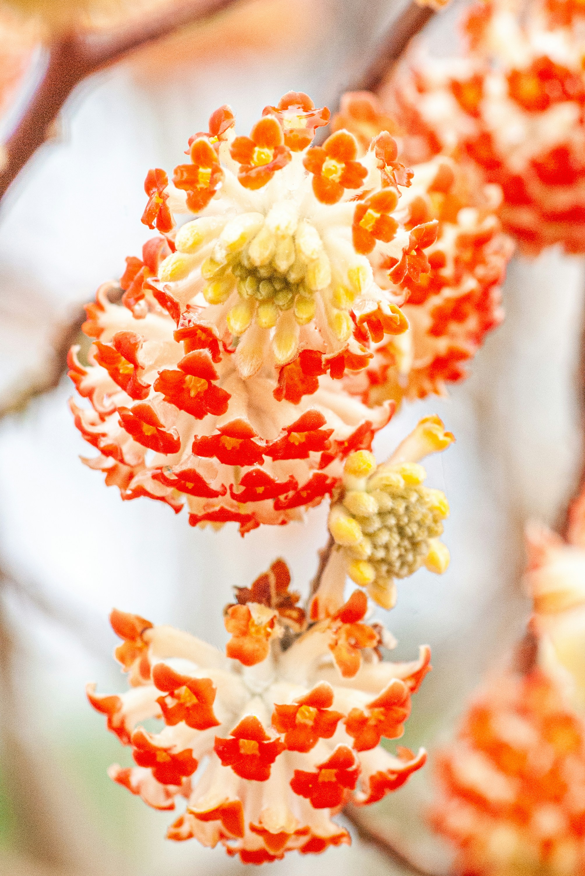 Blooming Orbs: Close-Up of Lip-Edge Flowers on a Branch