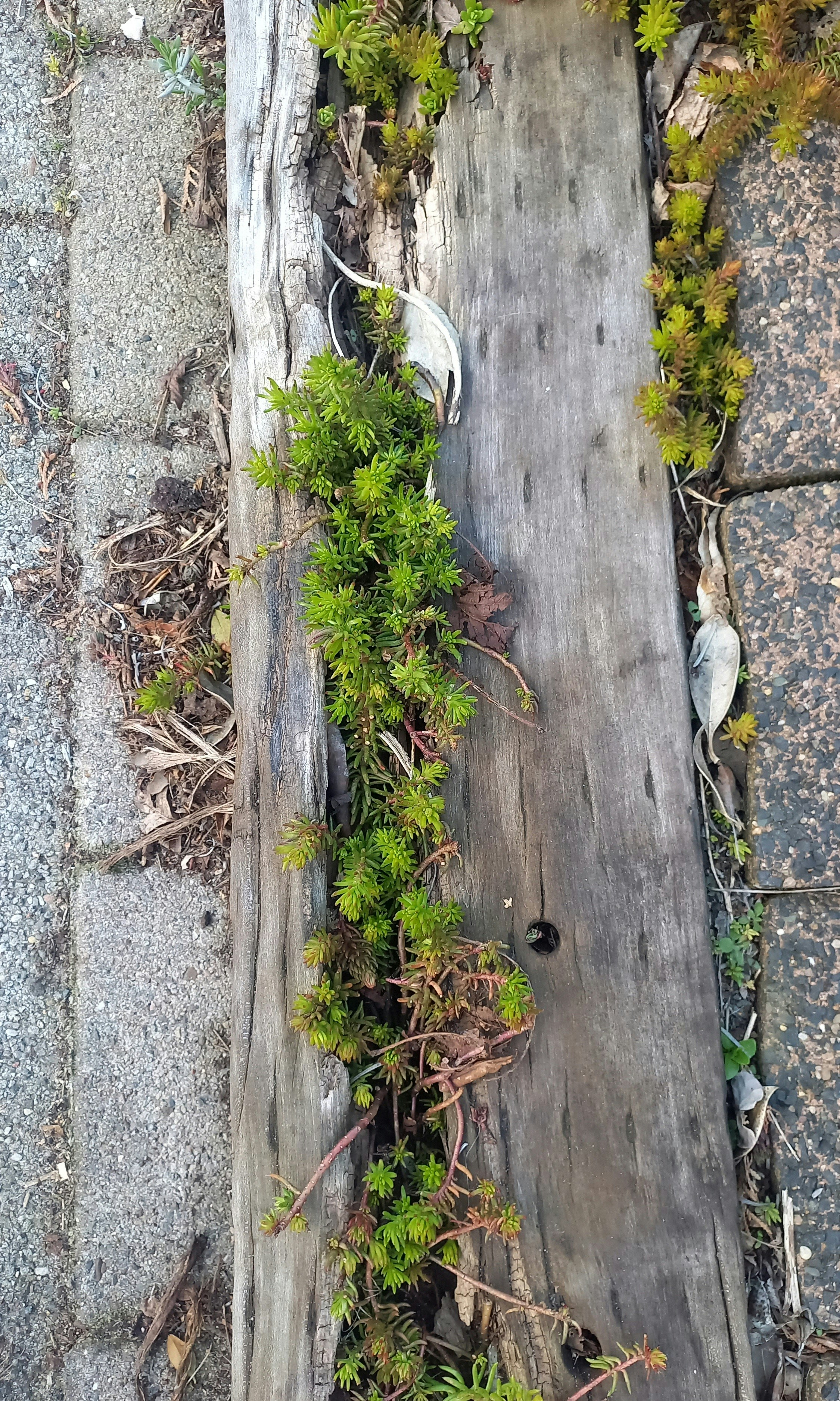 Green Vine Creases the Old Wood: A Quiet Urban Edge