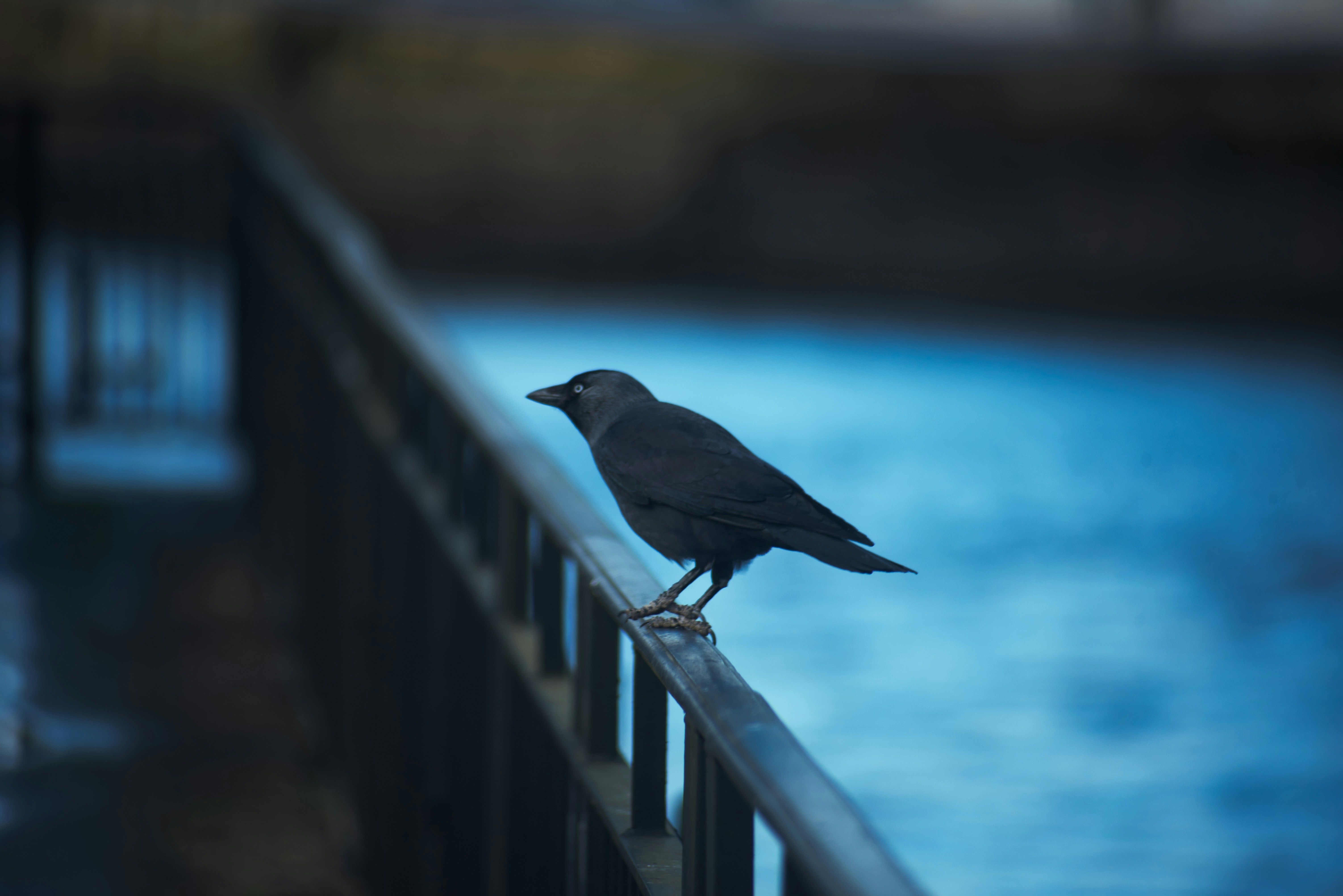 Mid-rail Watcher by the Waterfront