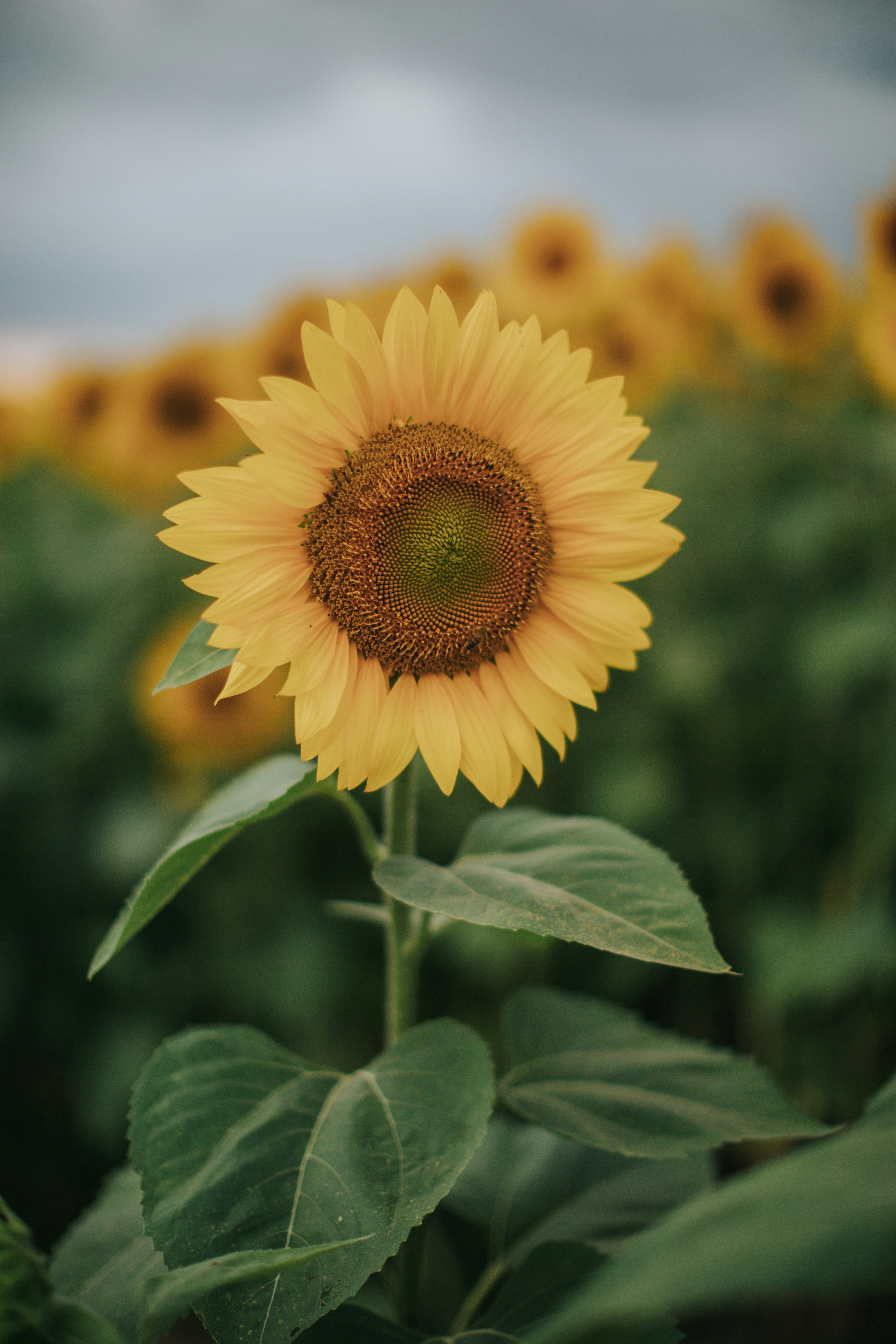 Sunlit Centerstage: A Sunflower Portrait Amid a Sea of Gold