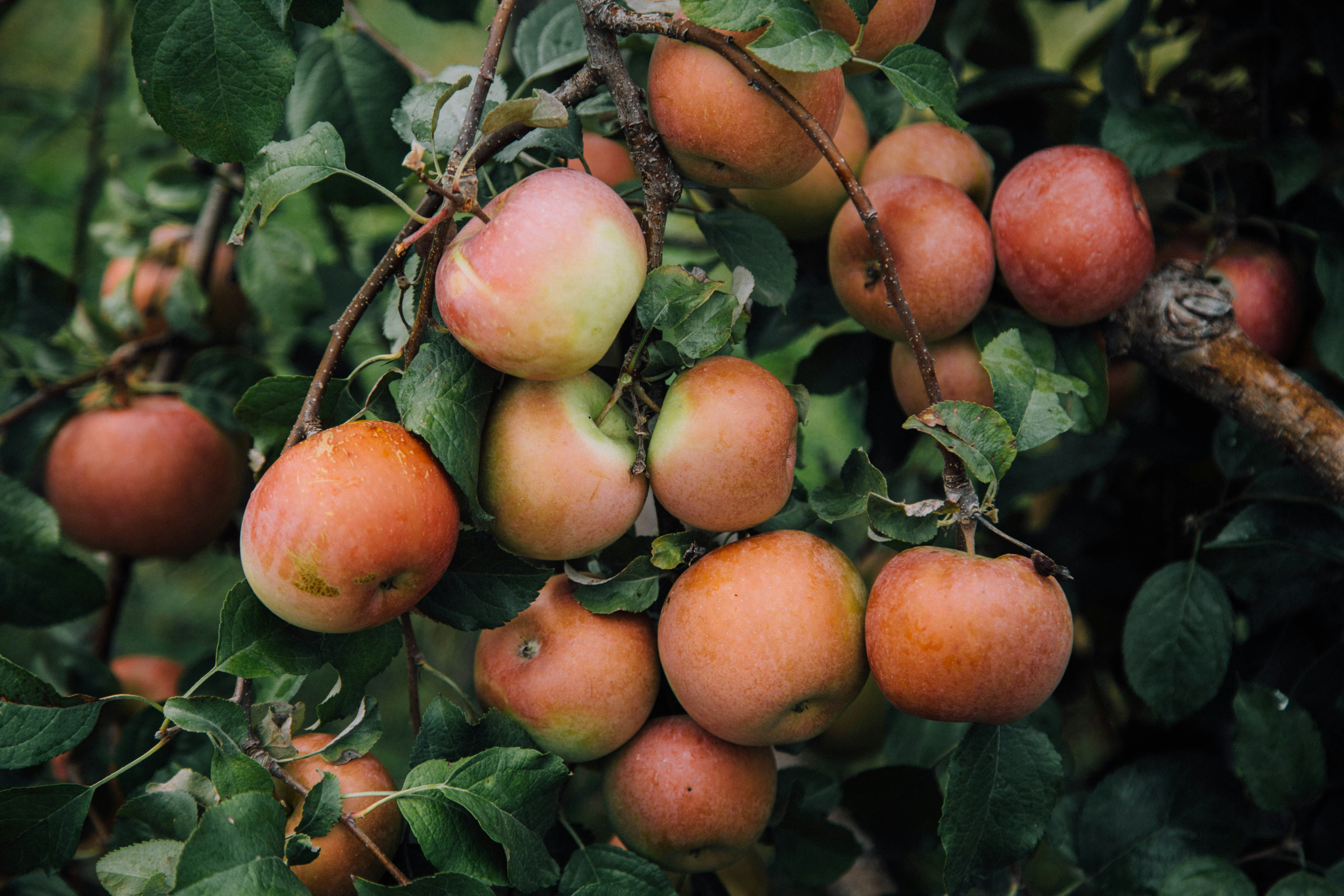 Orchard Bounty: A Cluster of Juicy Apricots Hanging in Verdant Shade