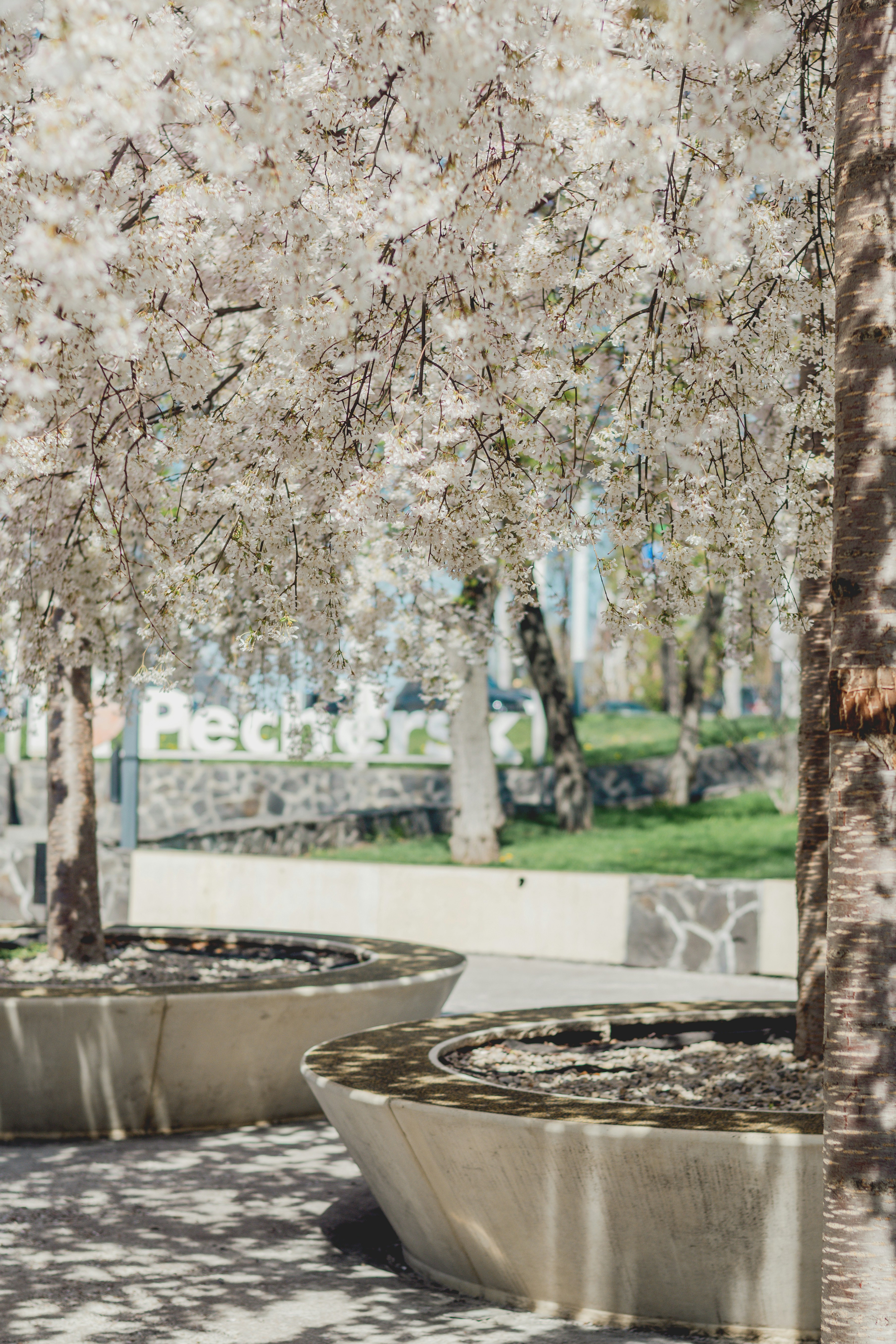 Blossom Canopy Over Circular Planters