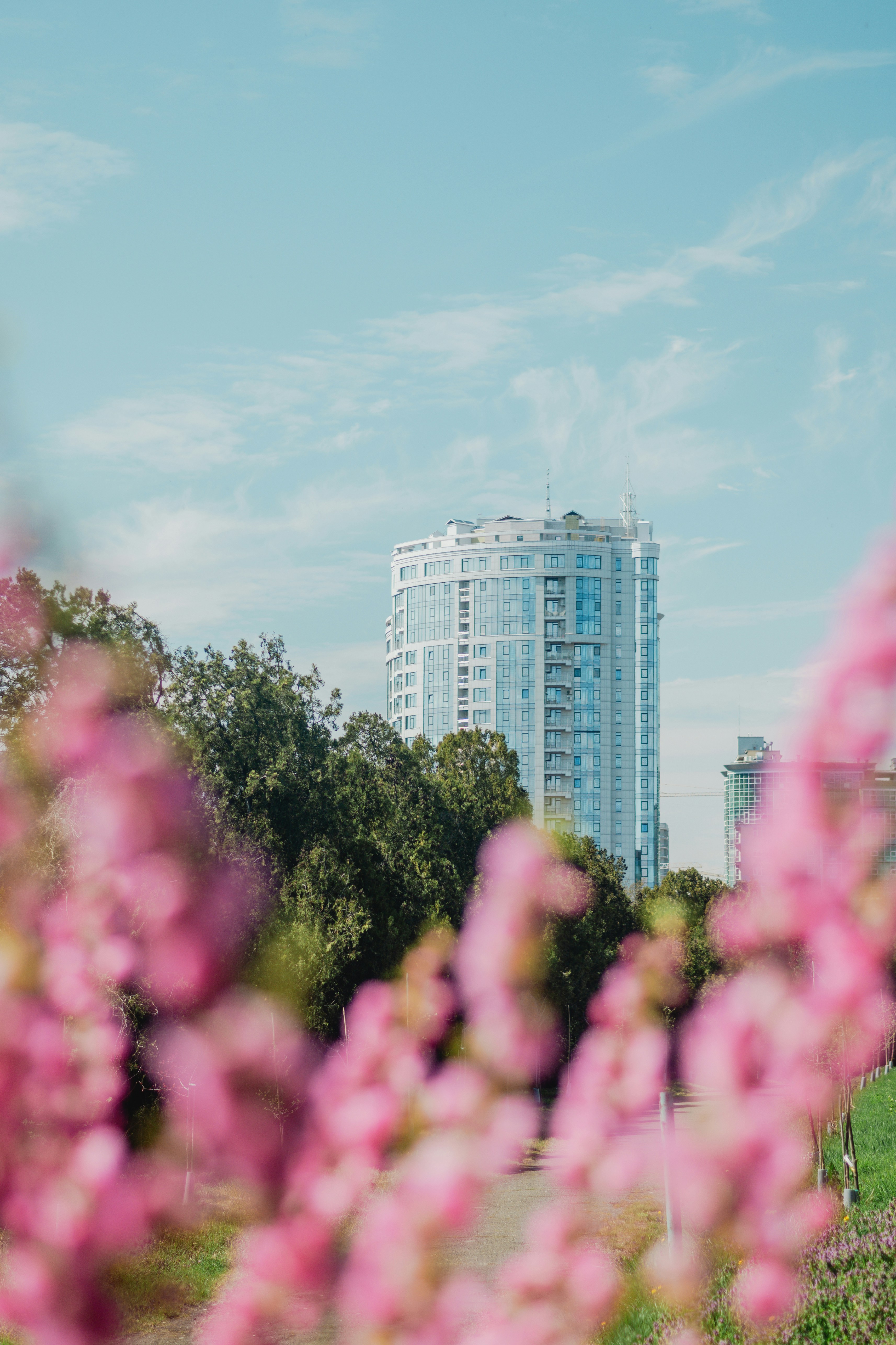 Urban Skyline Framed by Blossoms