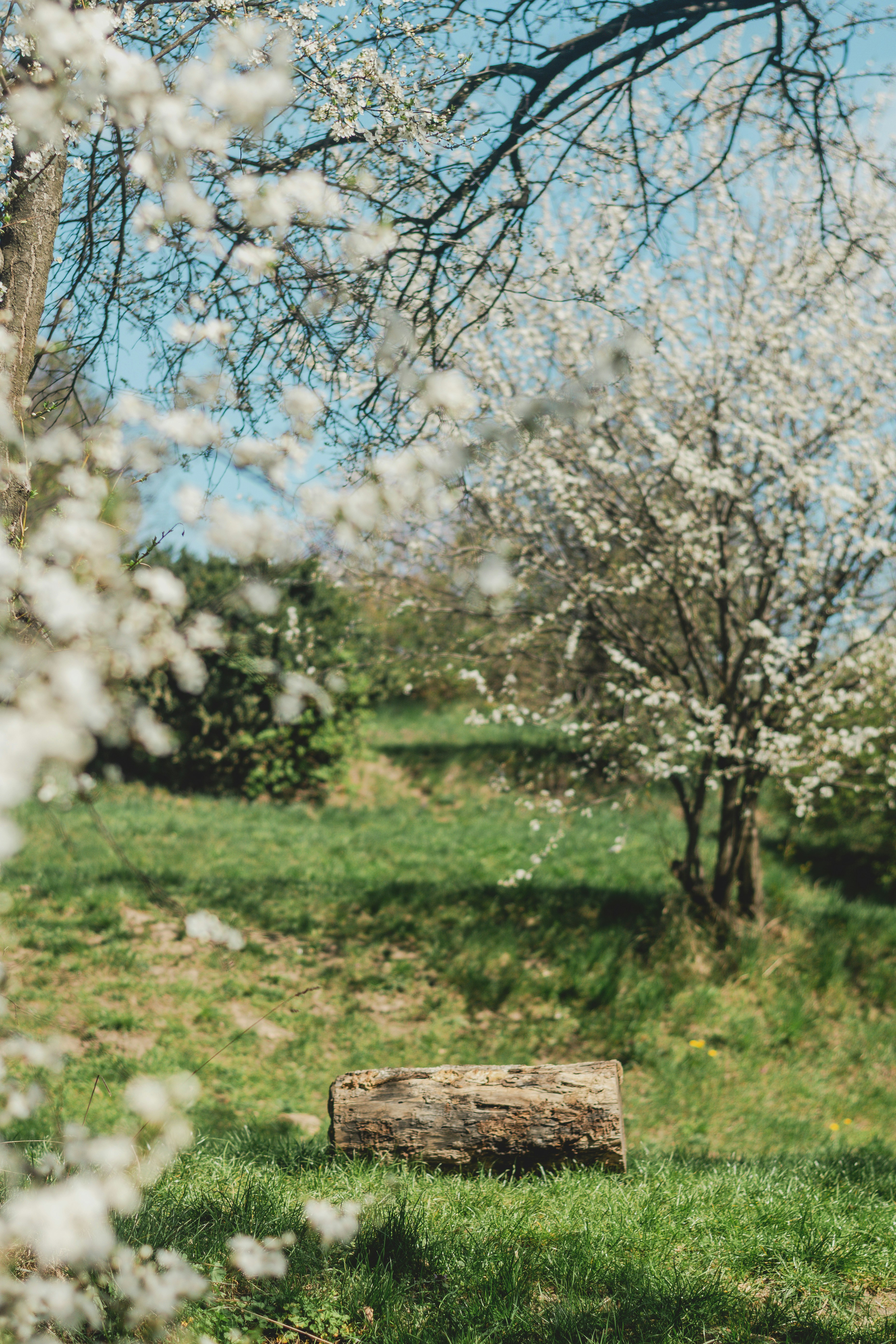 Blossoms Over a Log: Spring Light on a Tranquil Clearing