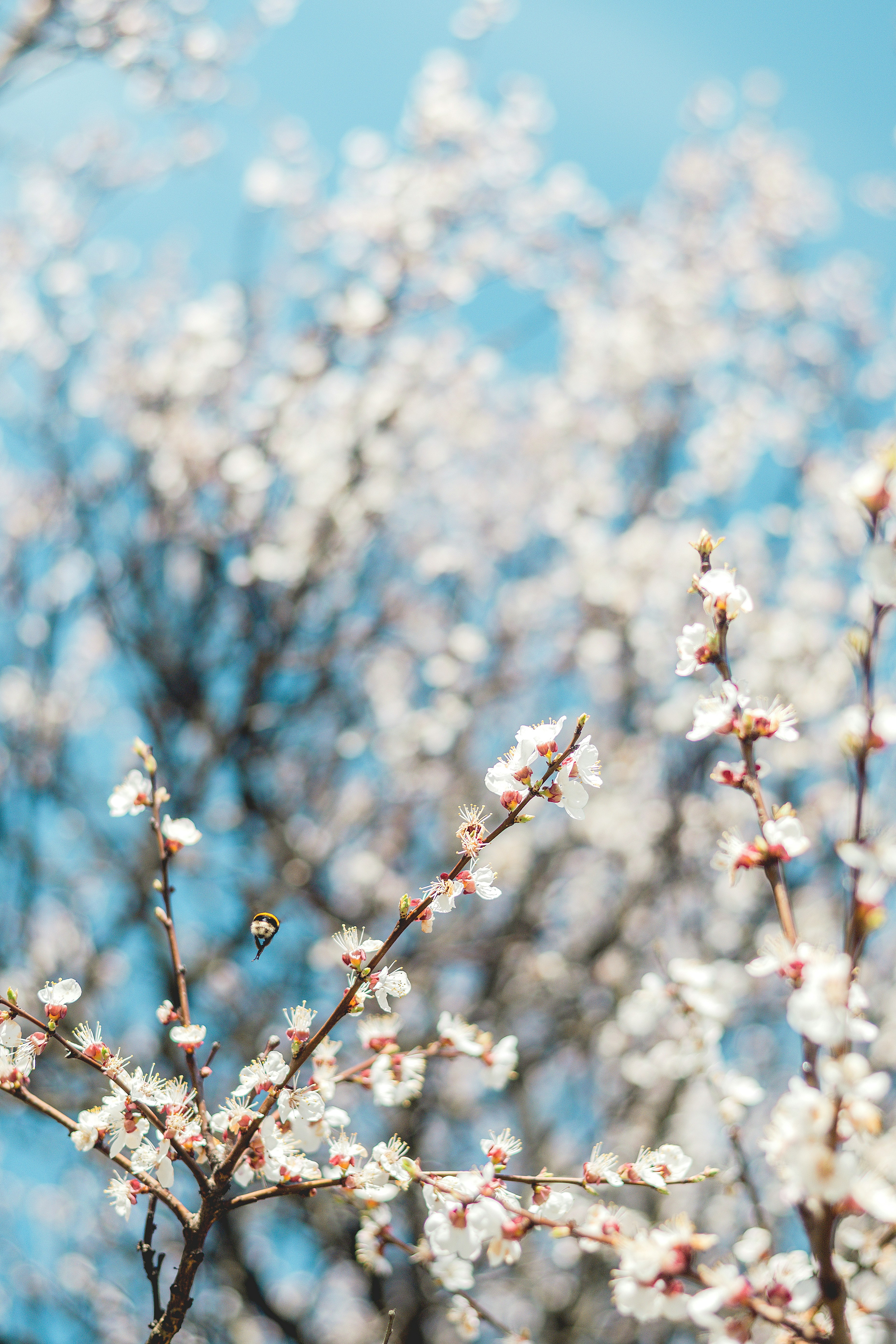 Blossoms in a Blur: A Bee’s Dance Among Spring Branches