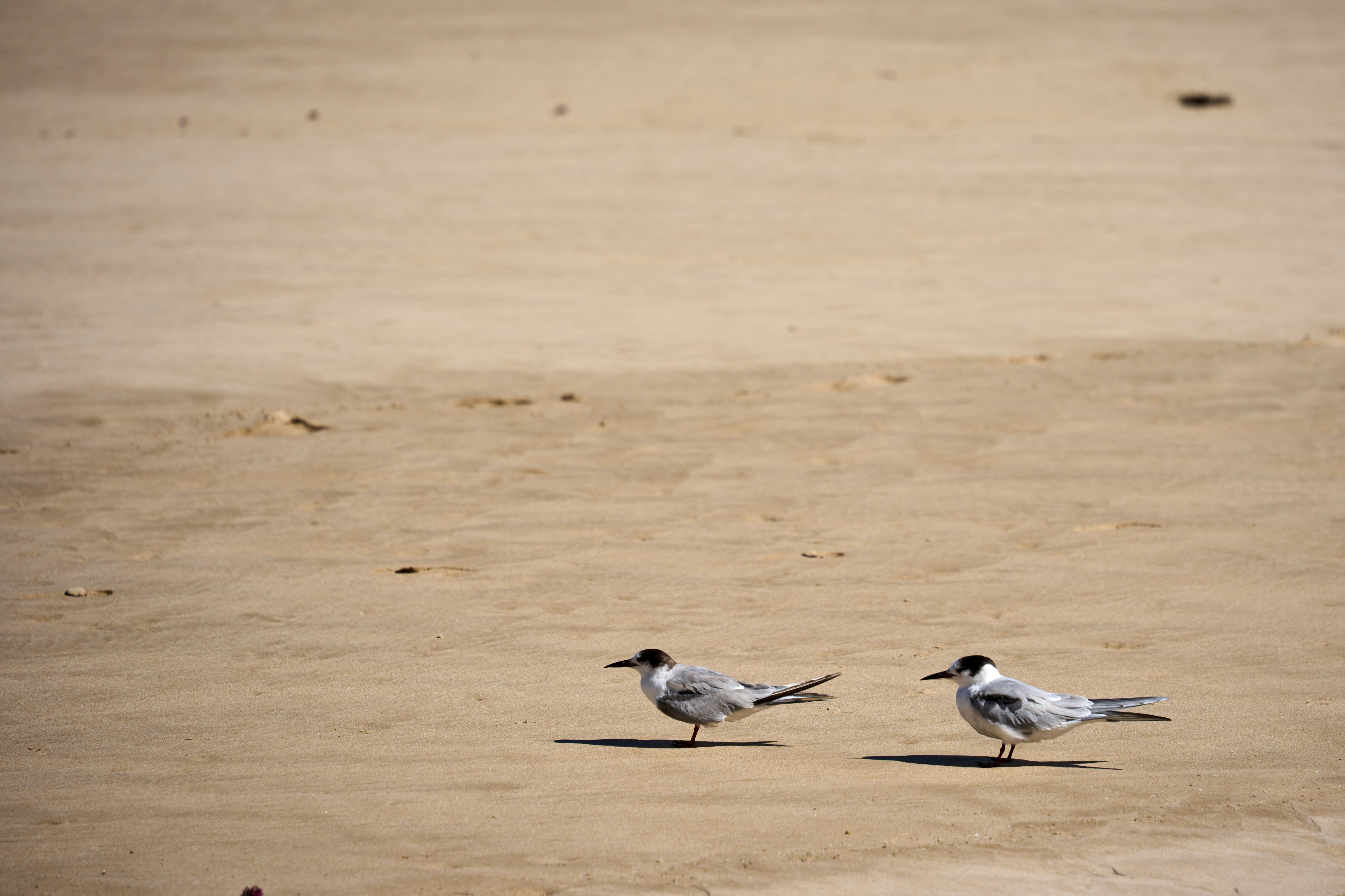 Two Shorebirds on a Bare Expanse of Sand