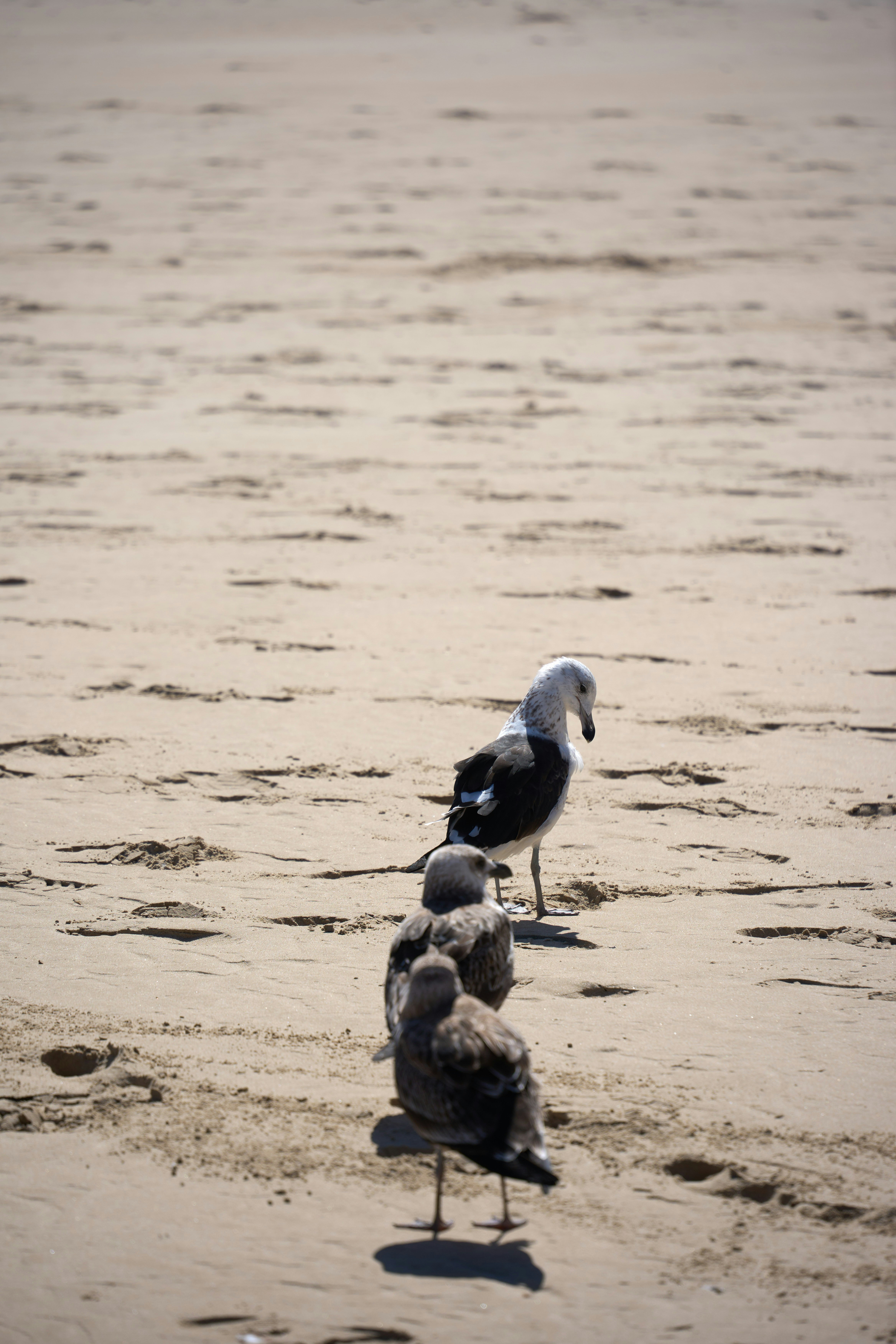 Line of Beaks: Seabirds marching along sunlit shore