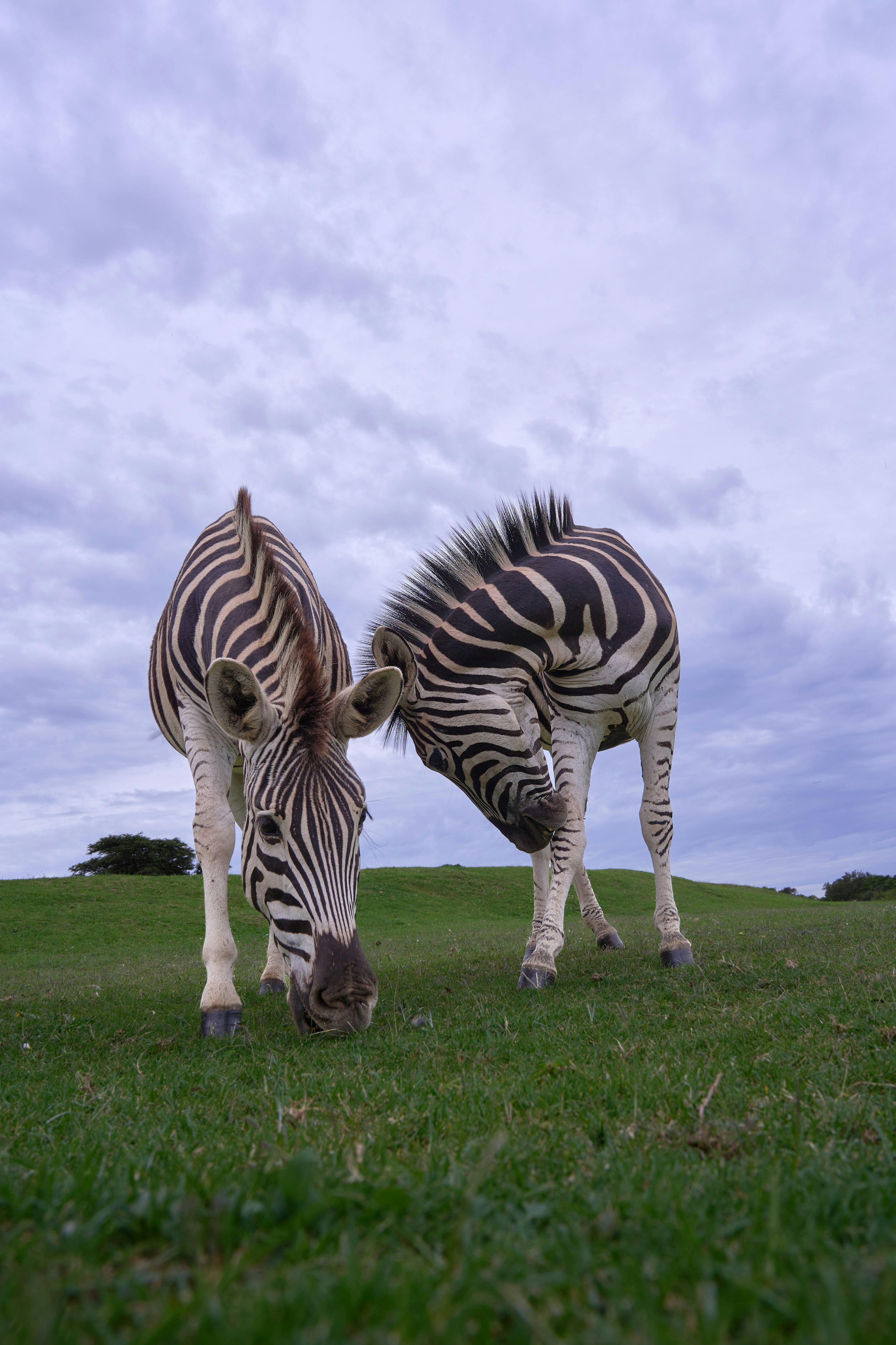 Grazing Zebras at the Hilltop