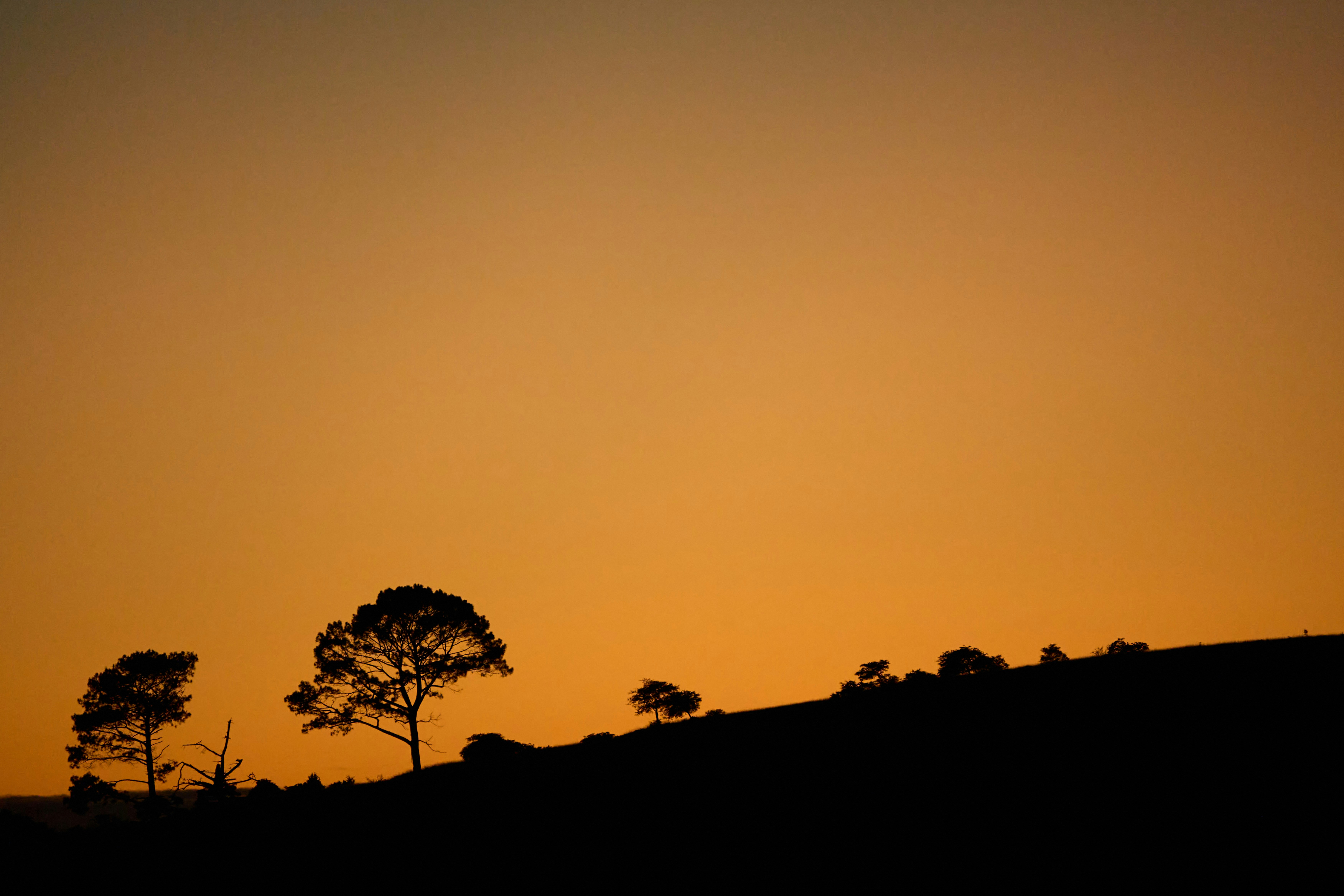 Silhouette at Dusk: Lone Trees Crossing a Horizon
