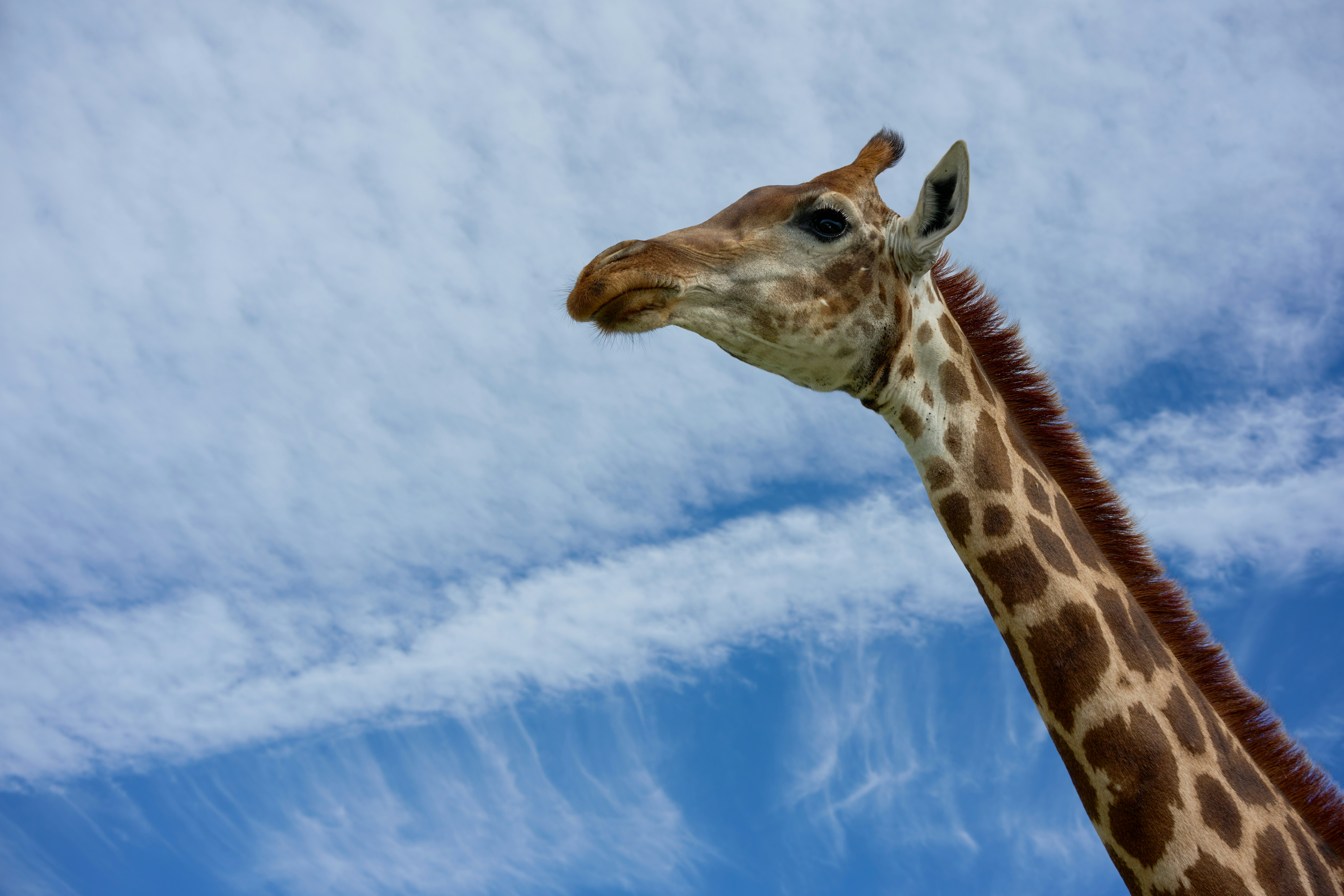 Heron’s Giraffe: A Long-Neck Portrait Against the Sky