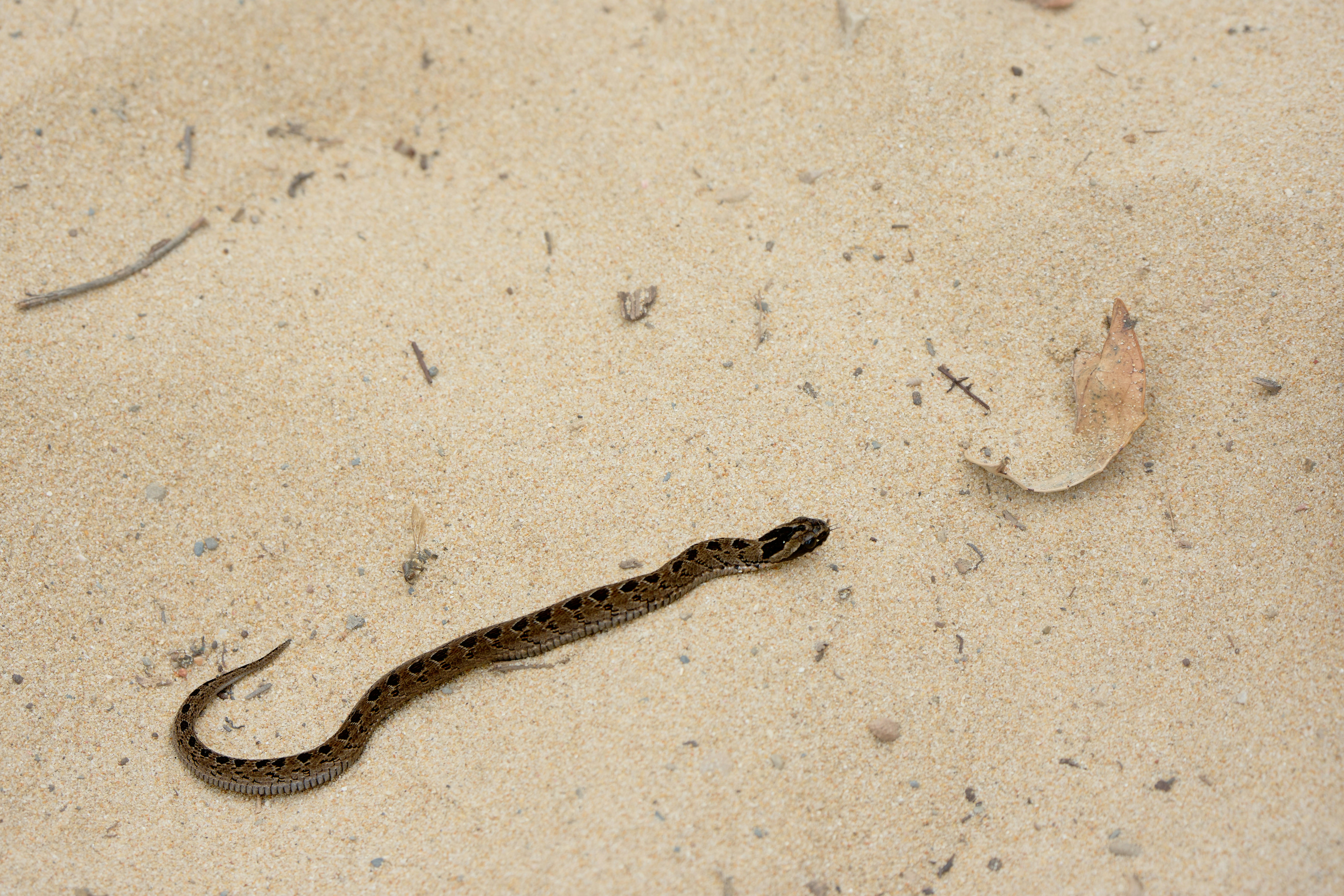 Sand-dwelling Serpent: A Brown Knee-Patterned Snake Crossing a Desert Pebbled Floor