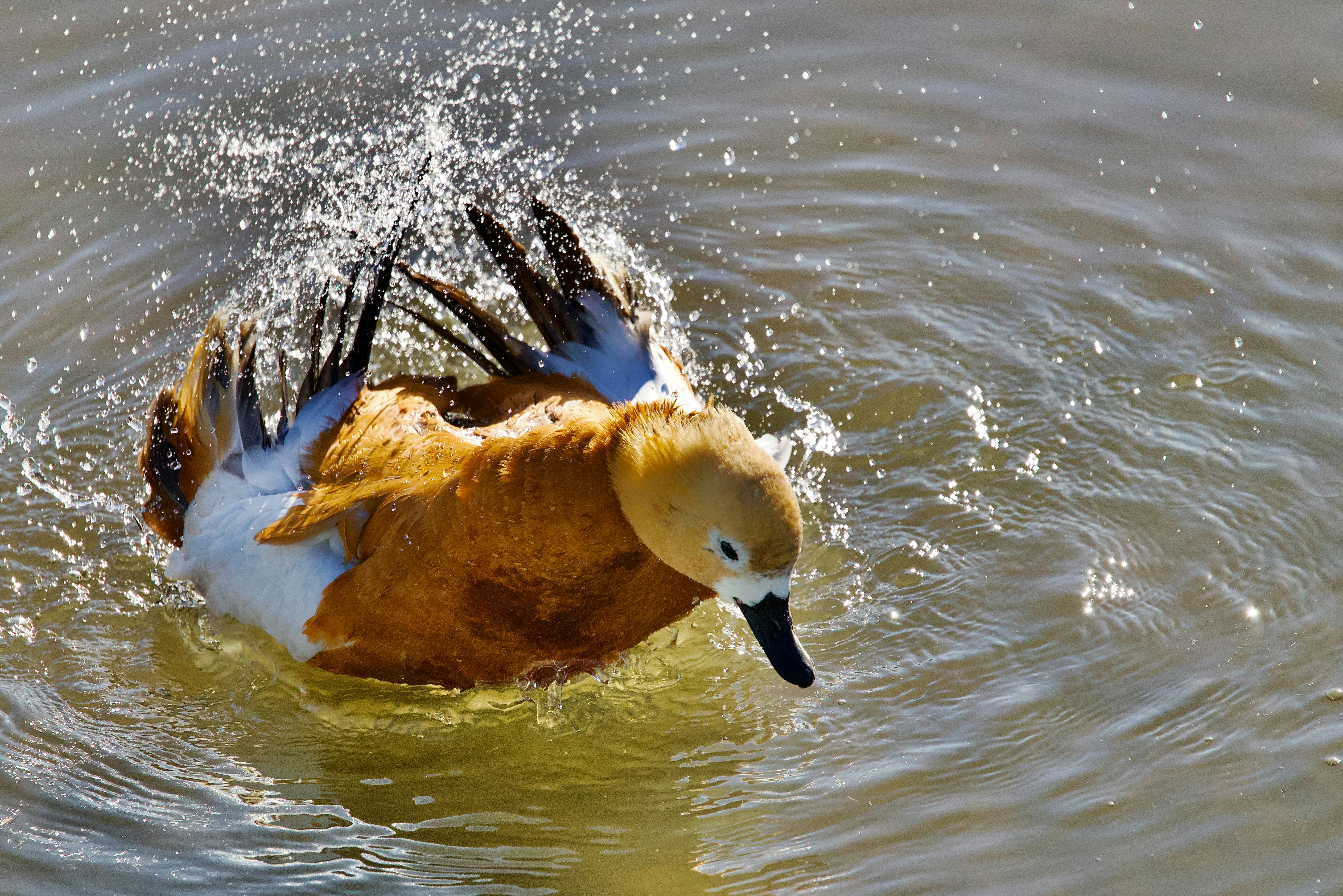 Diving Duck at Wakeful Radius