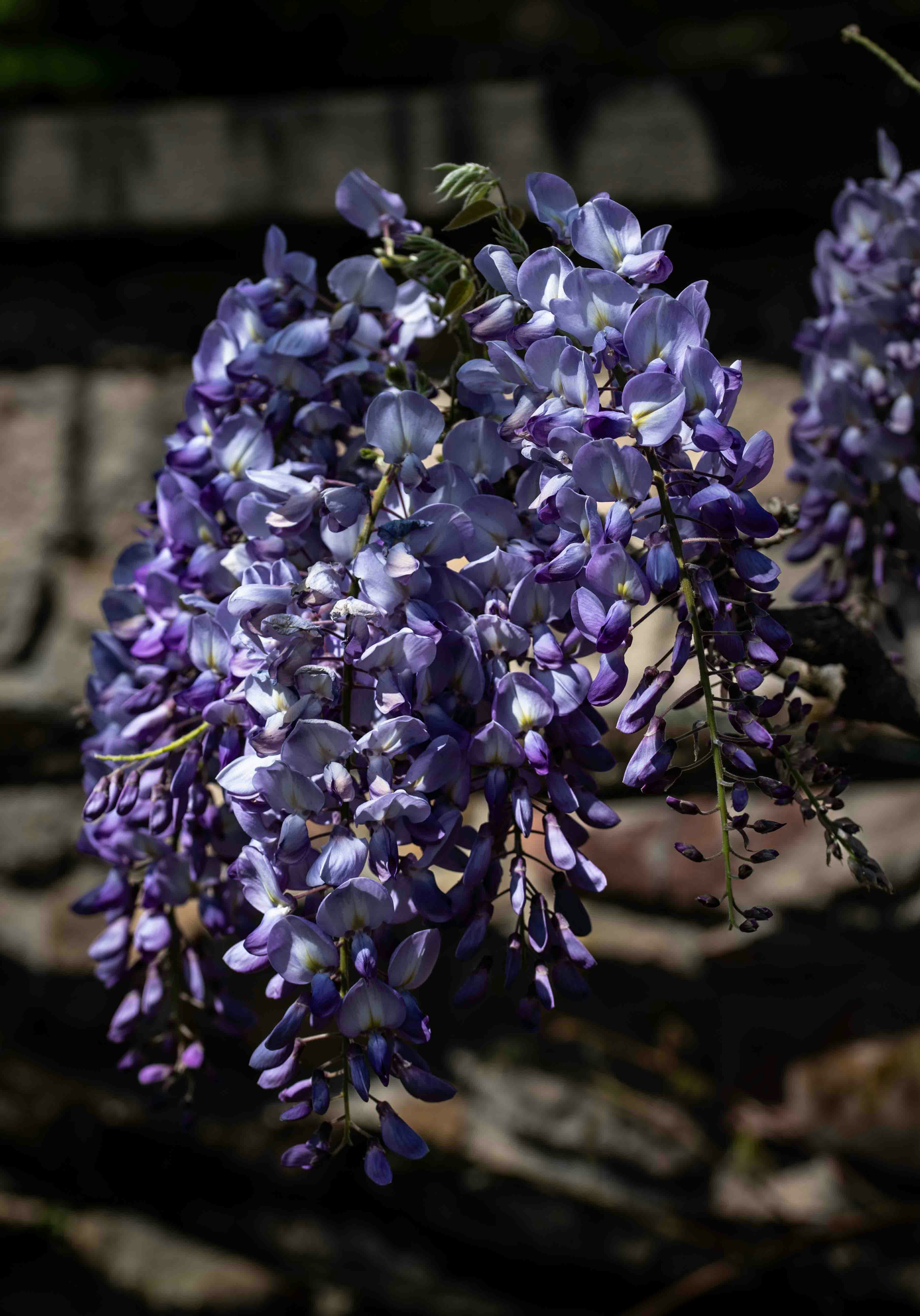 Cascade of Violet Blooms: A Closer Look at Wisteria in Soft Backlight
