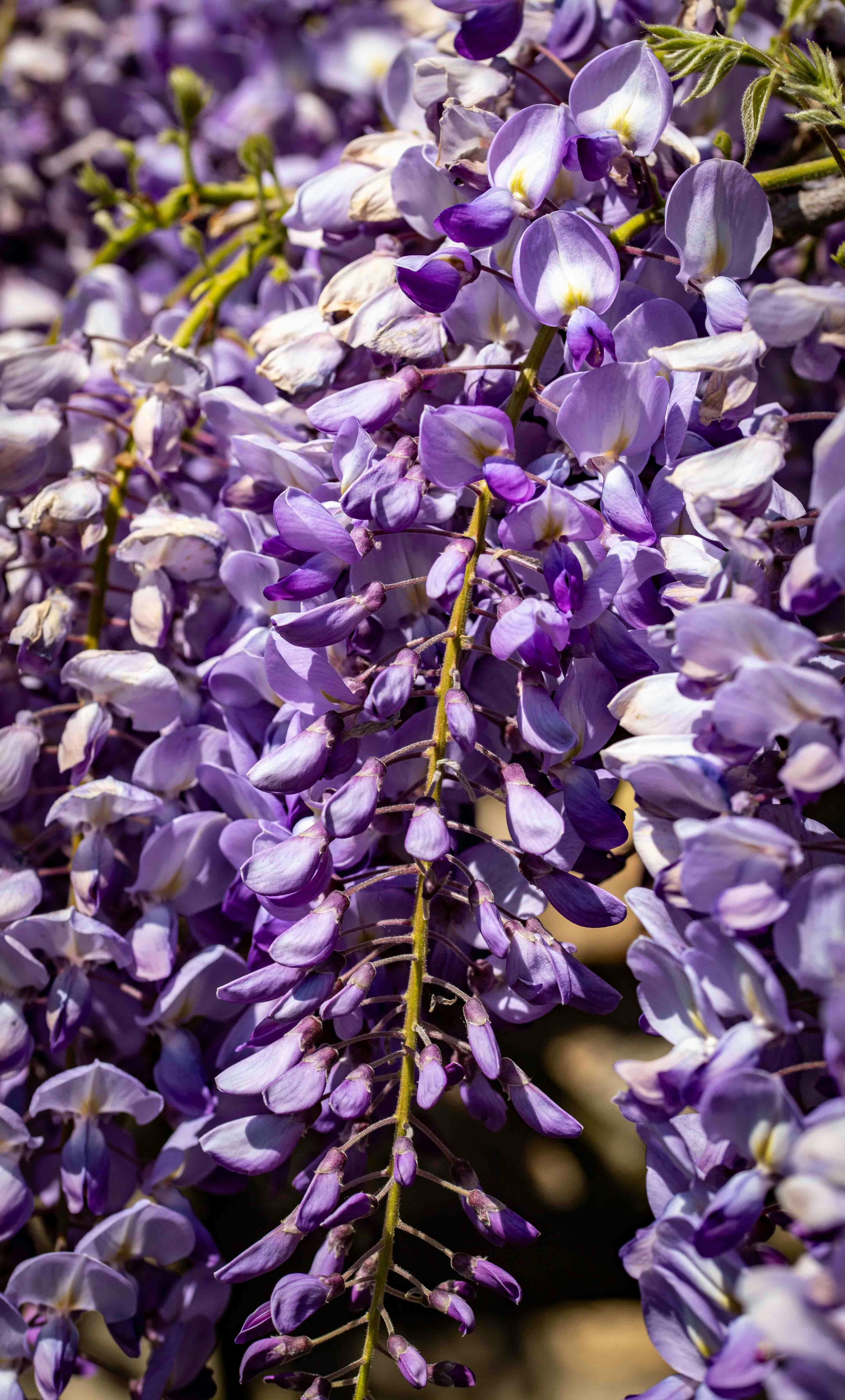 Lavender Cascade: A Close Confession of Wisteria in Bloom