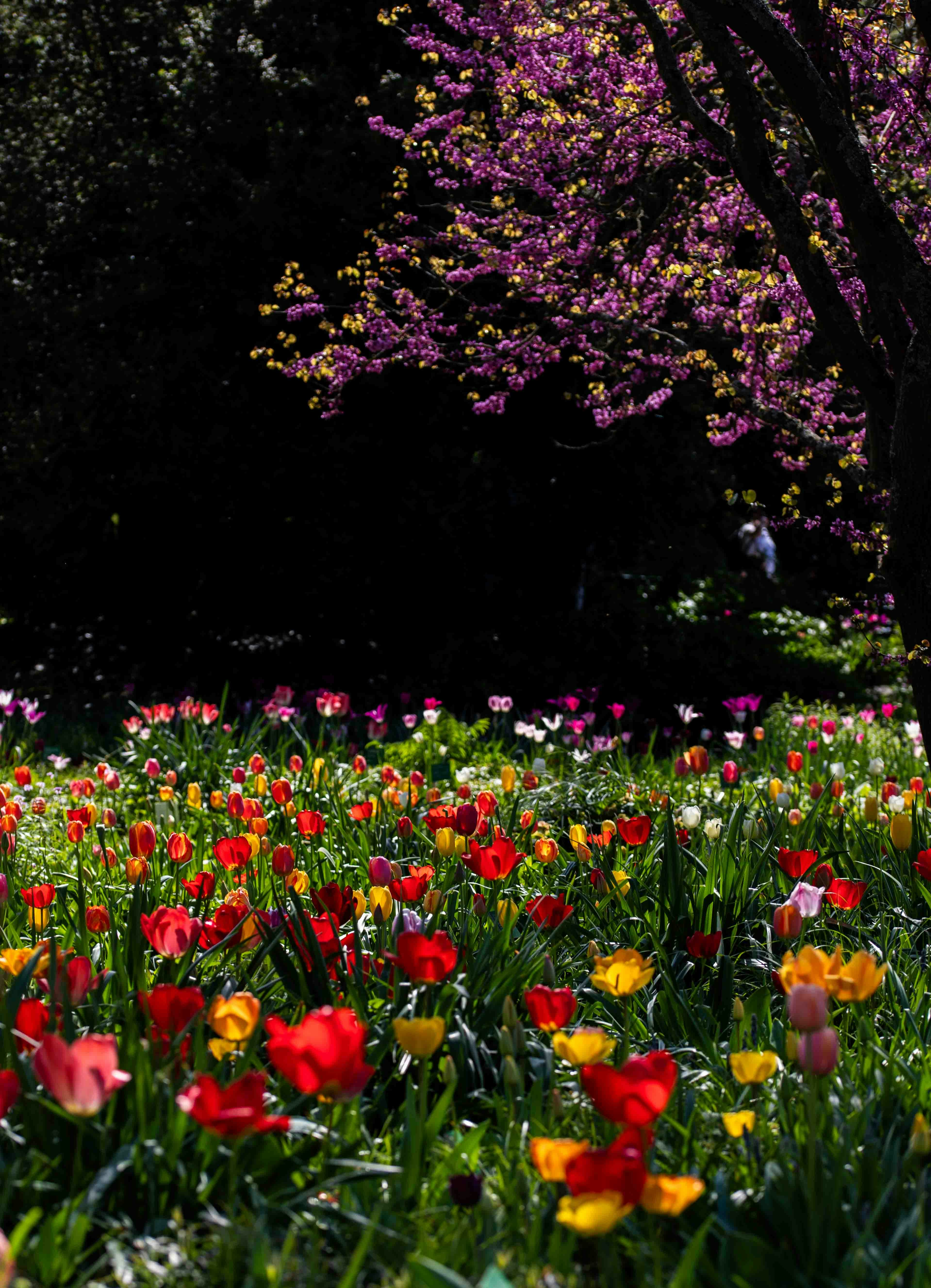 Spring Mosaic: Tulips at the Edge of Shadowed Lawn