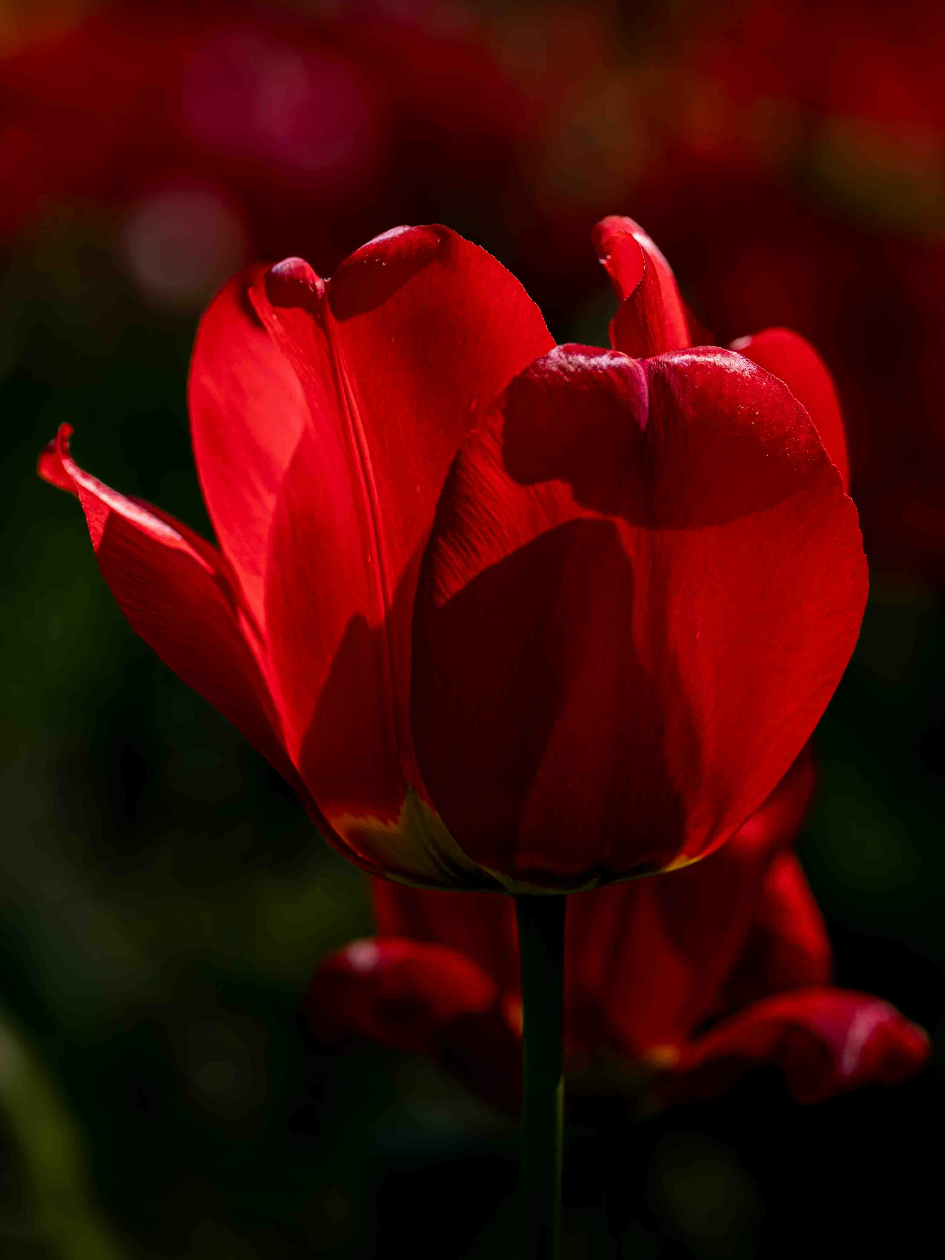 Crimson Tulip in Deep Shadow: Velvet Petals in Evening Light