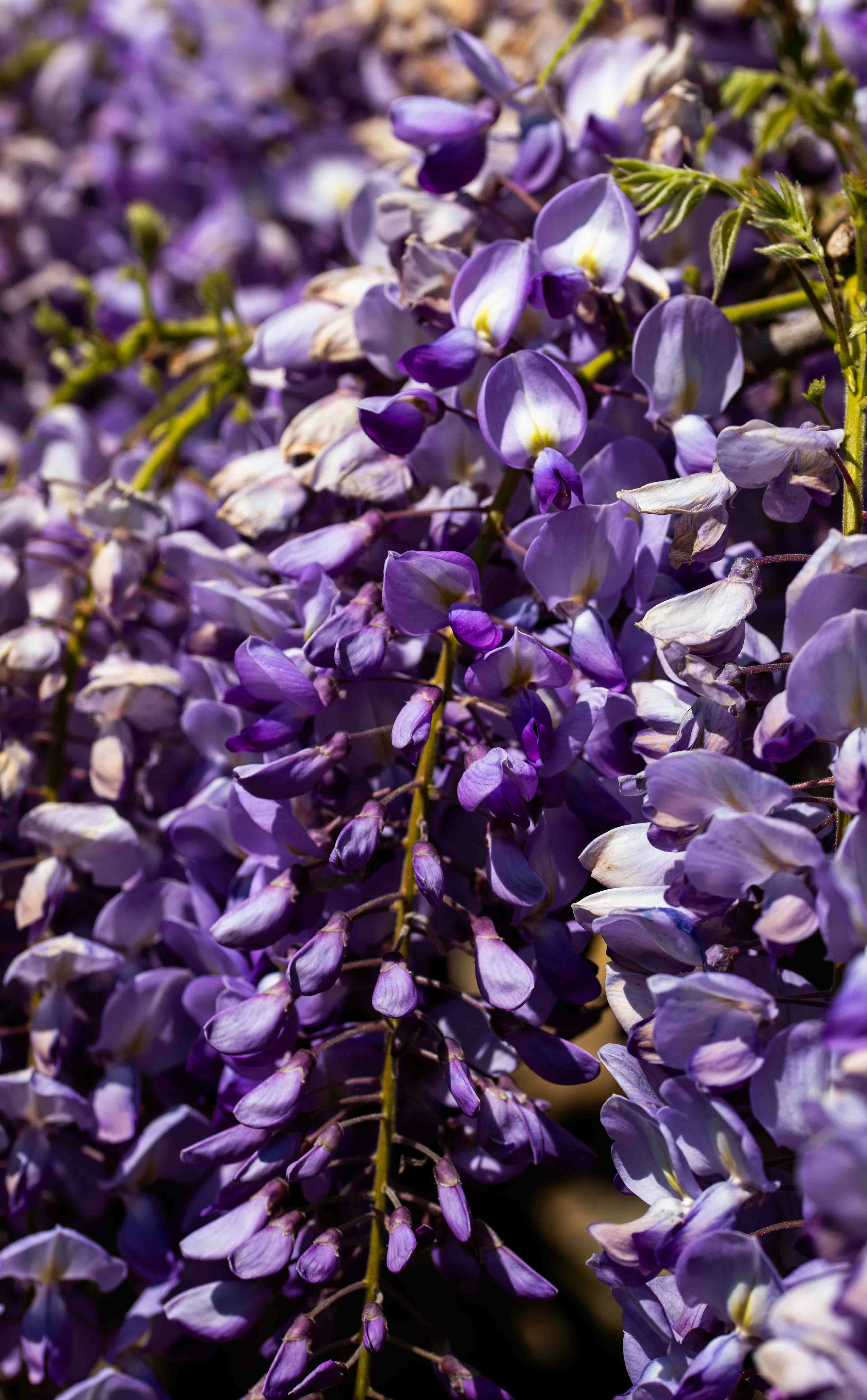 Cascade of Violet Clusters: A Sunlit Wisteria Portrait